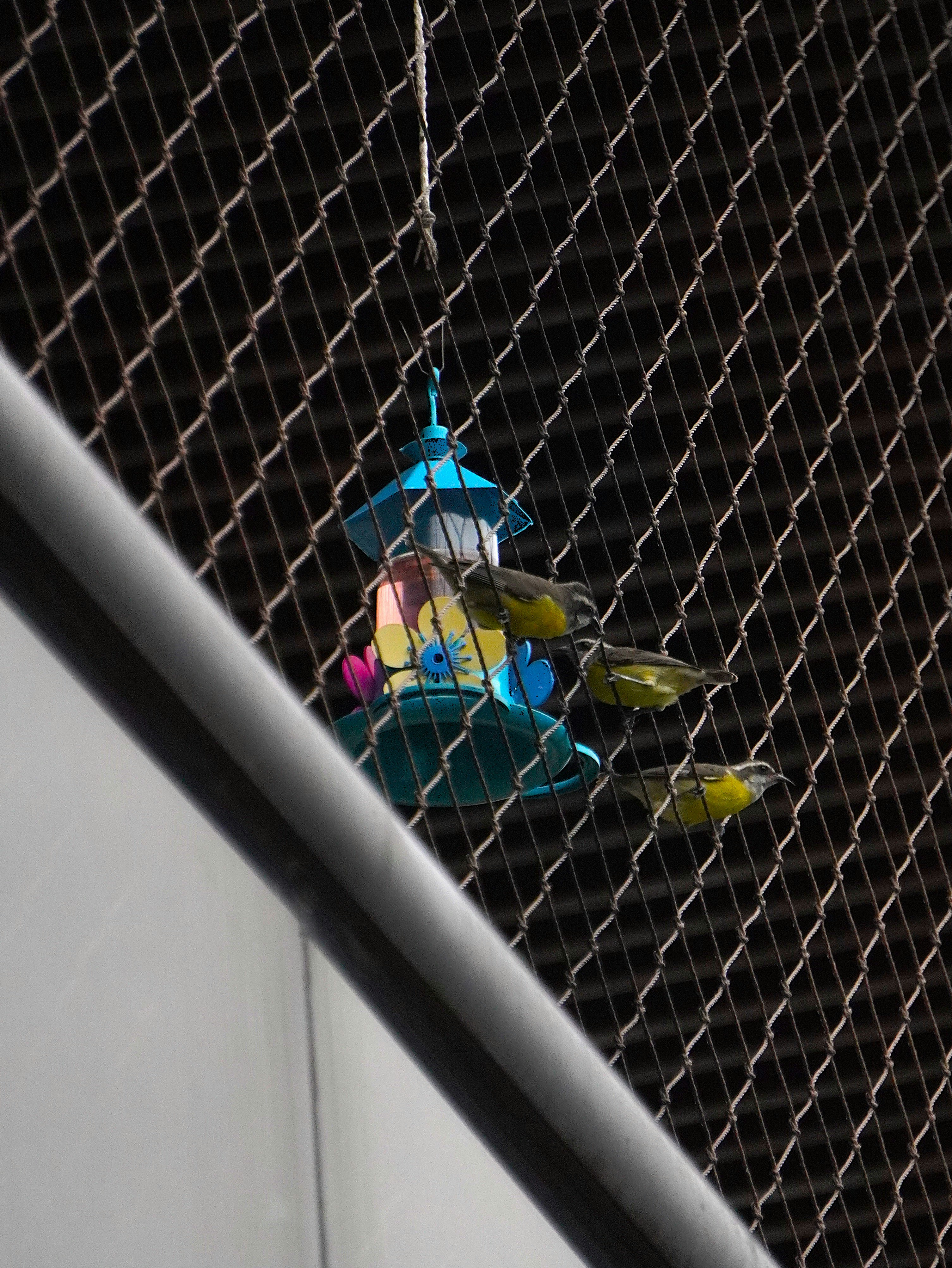 Feeder in Focus: Colorful Orbs and Chain Mesh