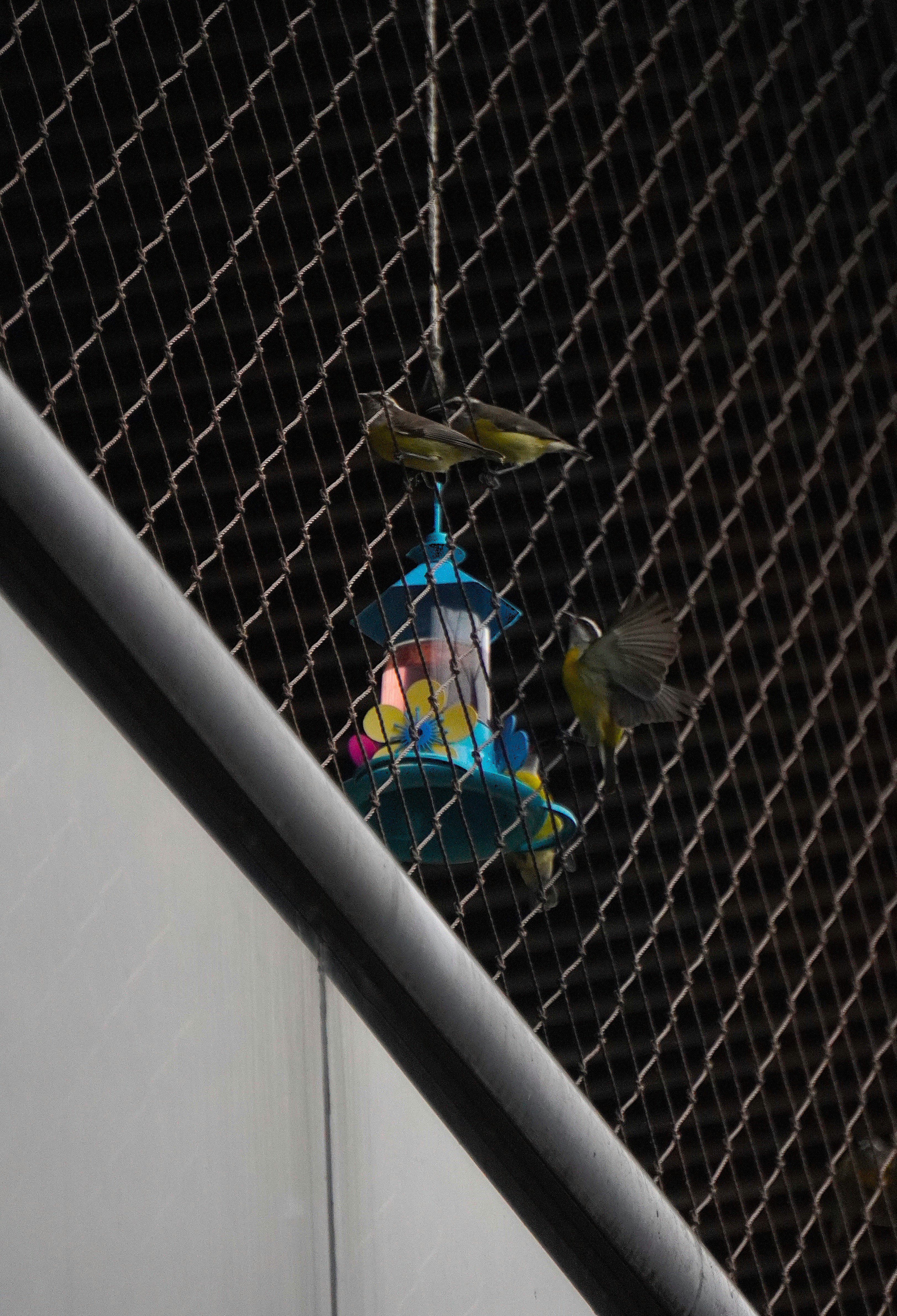 Birds at a Hanging Feeder: Night Sky Framed by Chain-Link Pattern