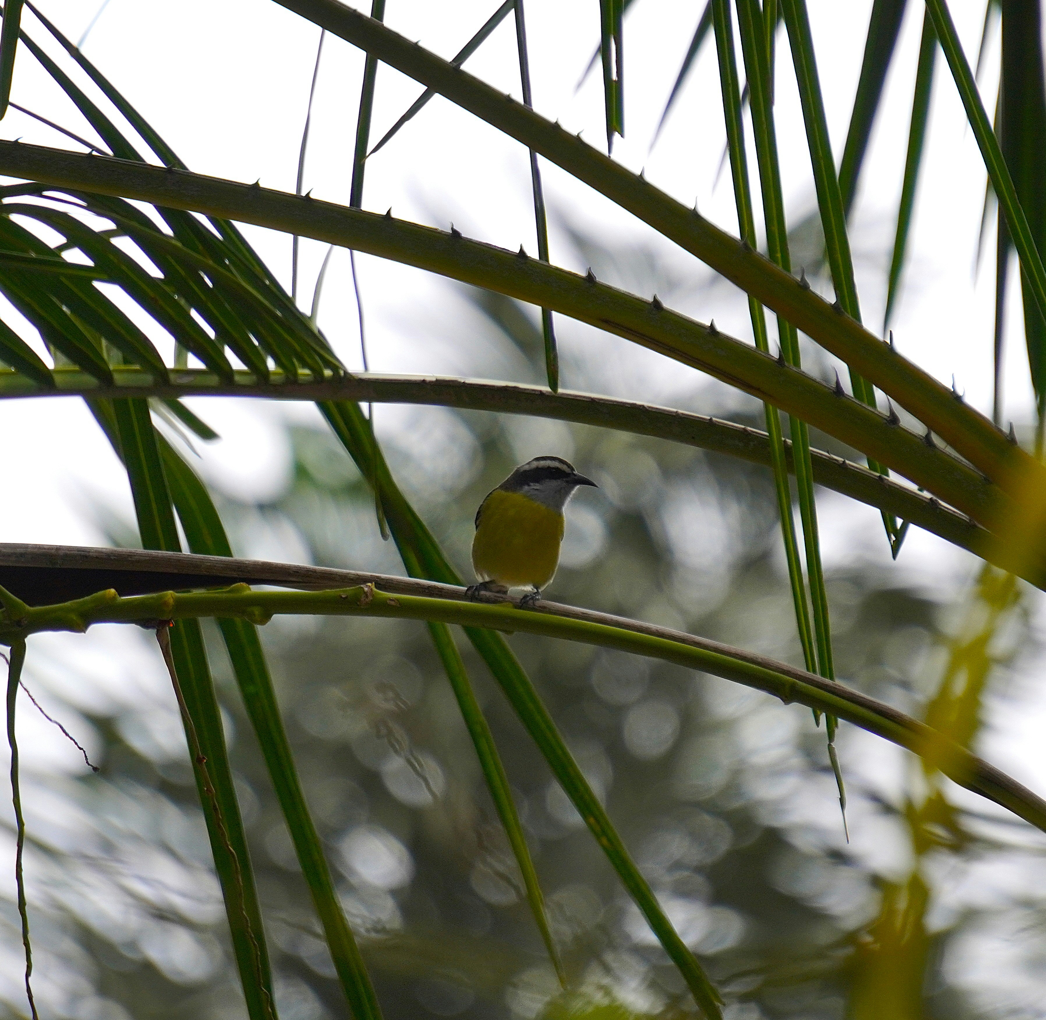 Tiny Yellow-Bellied Perch perched on a palm frond
