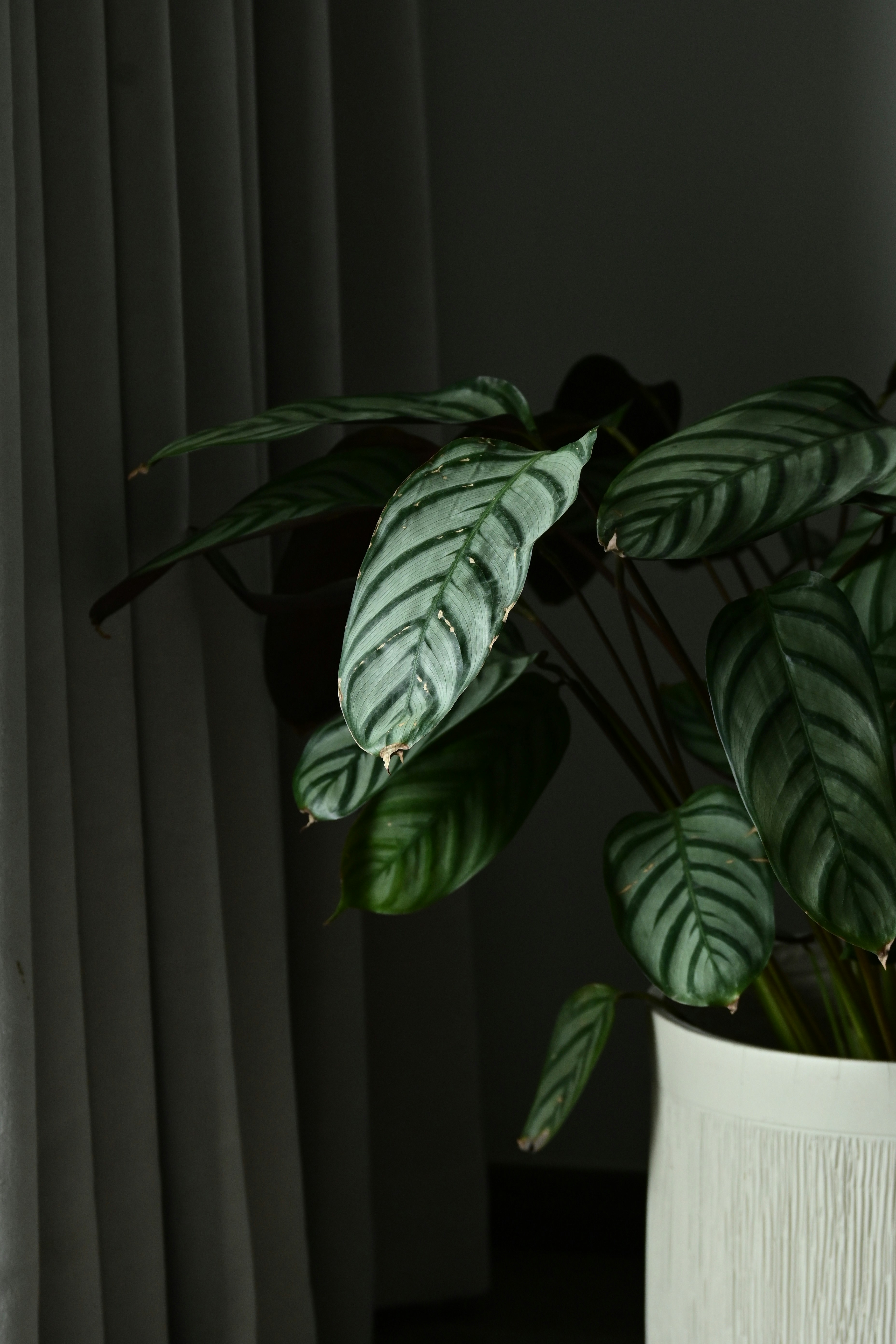 Shadowed Monstera in Soft Indoor Light