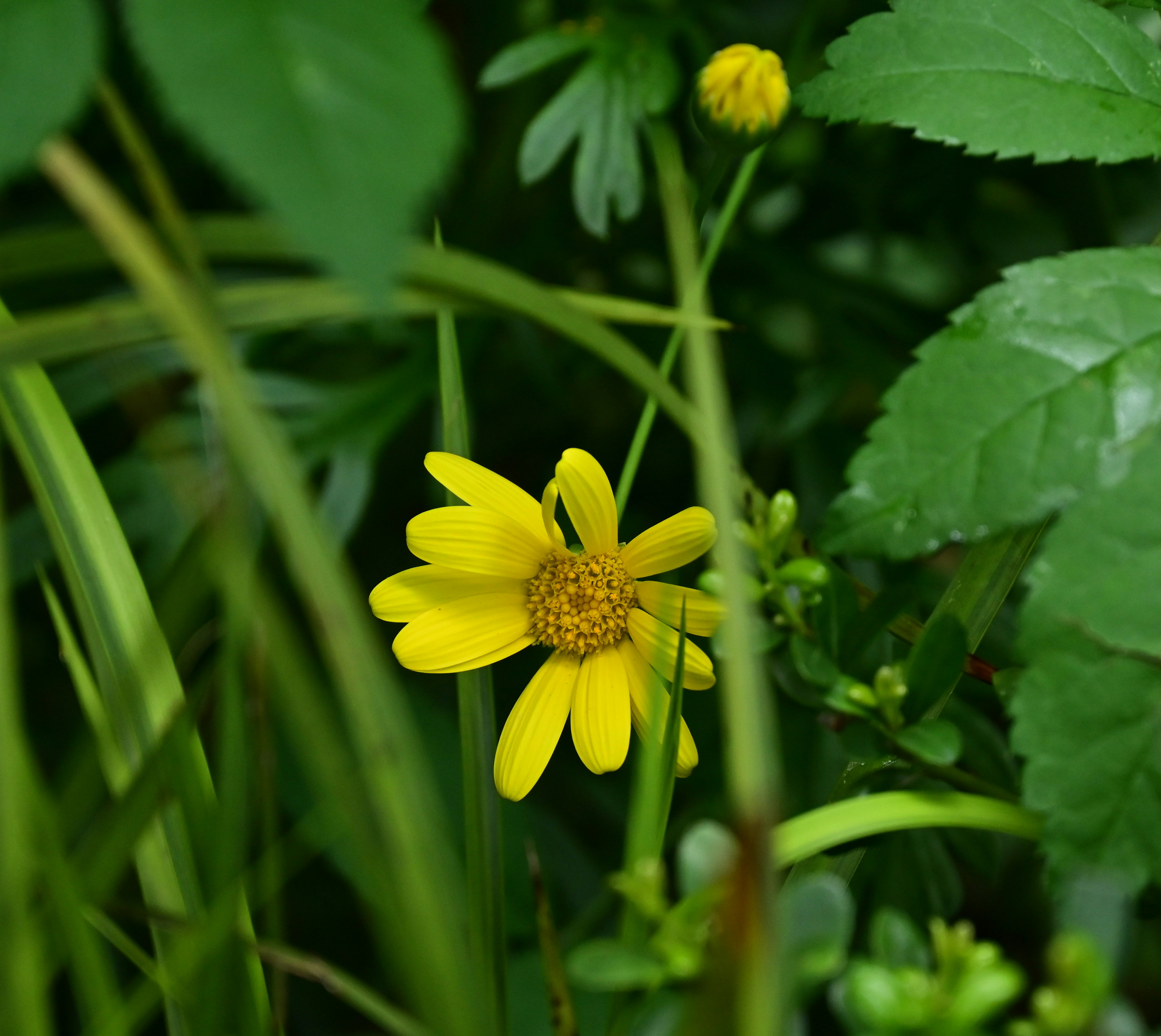 Sunlit Daisy Amid Green Veil: A Close-Up of a Bright Yellow Flower