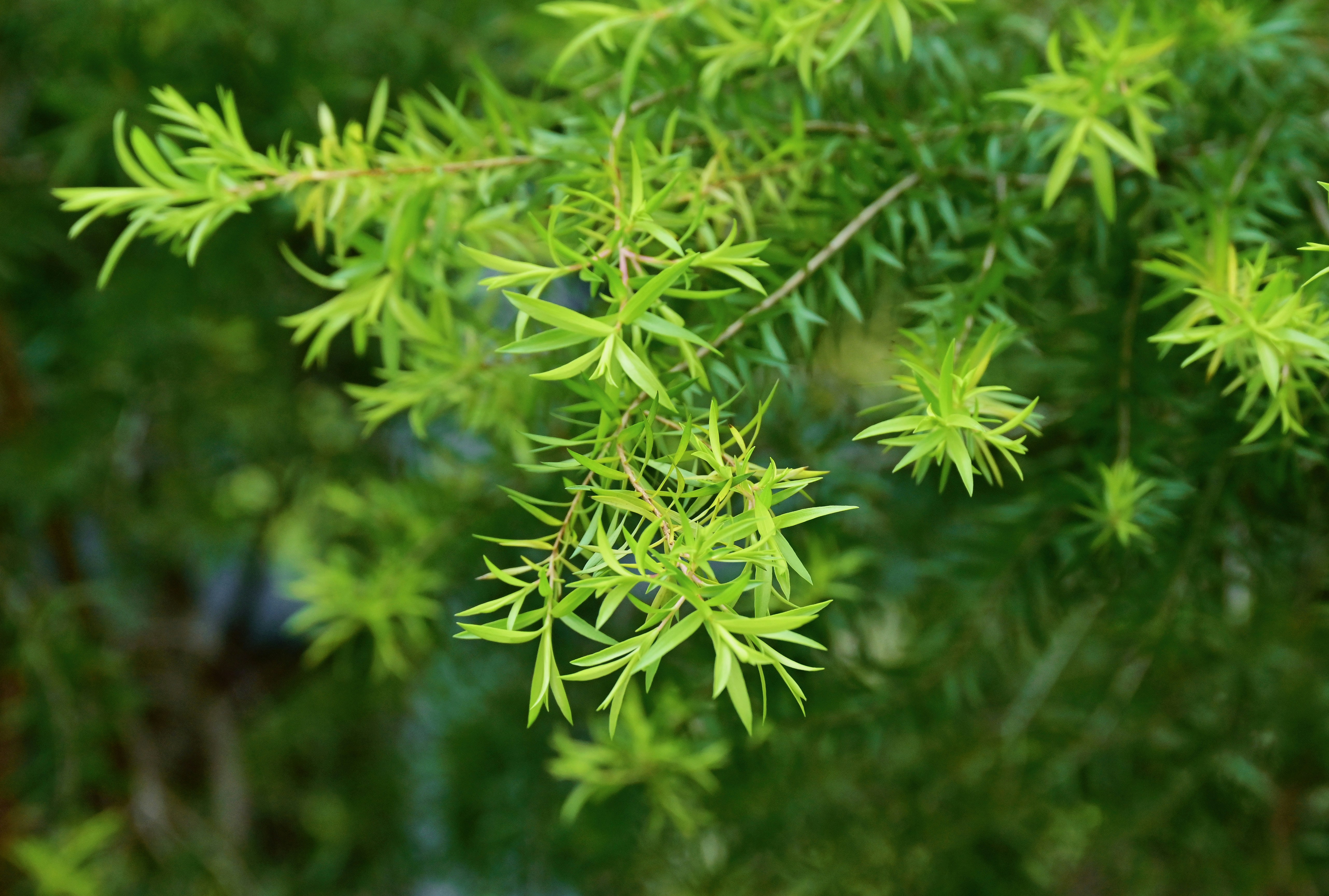 Emerald Sprigs: Delicate Maple in Soft Focus