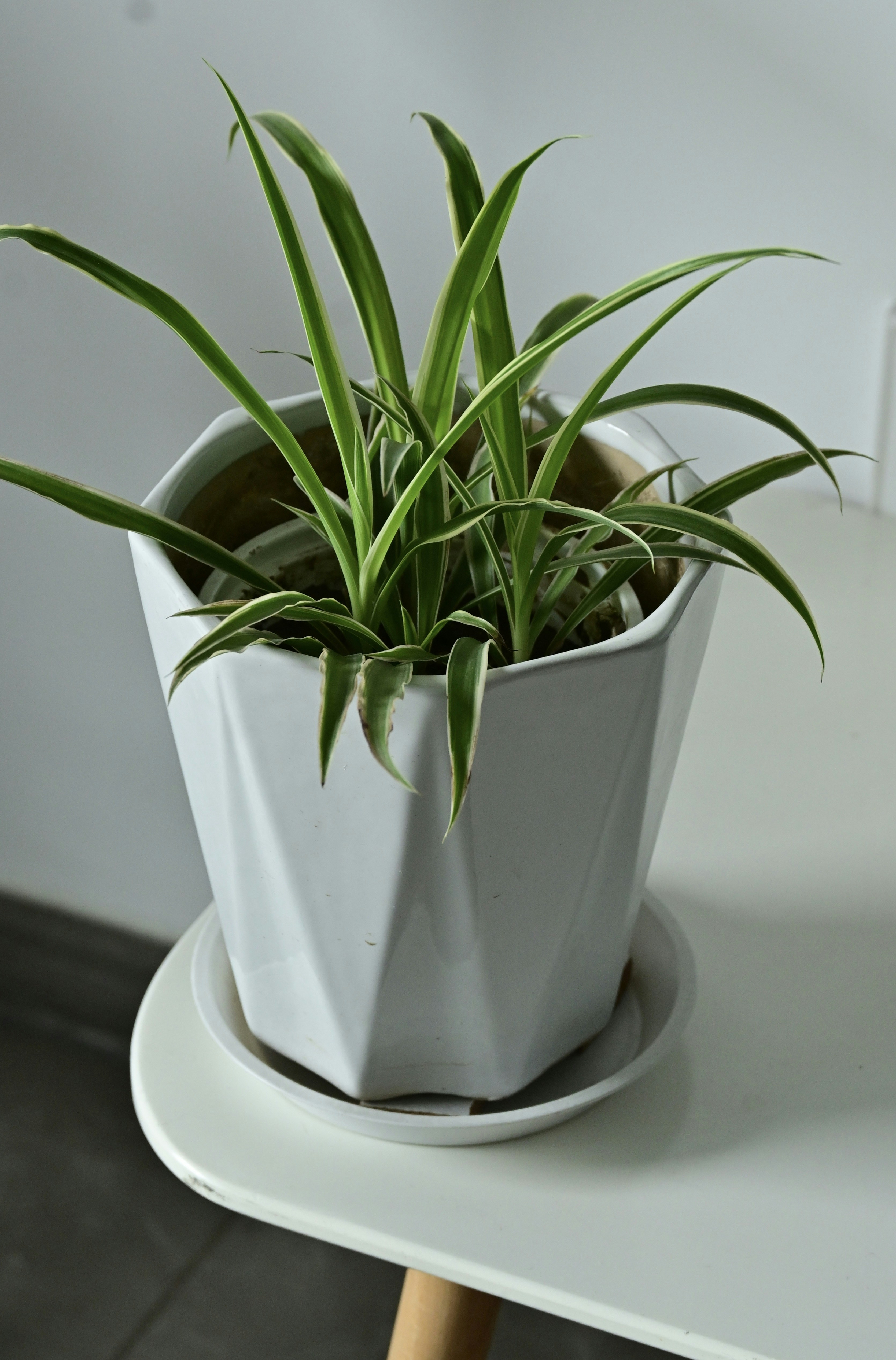 Angular White Planter with Striated Plant Tops