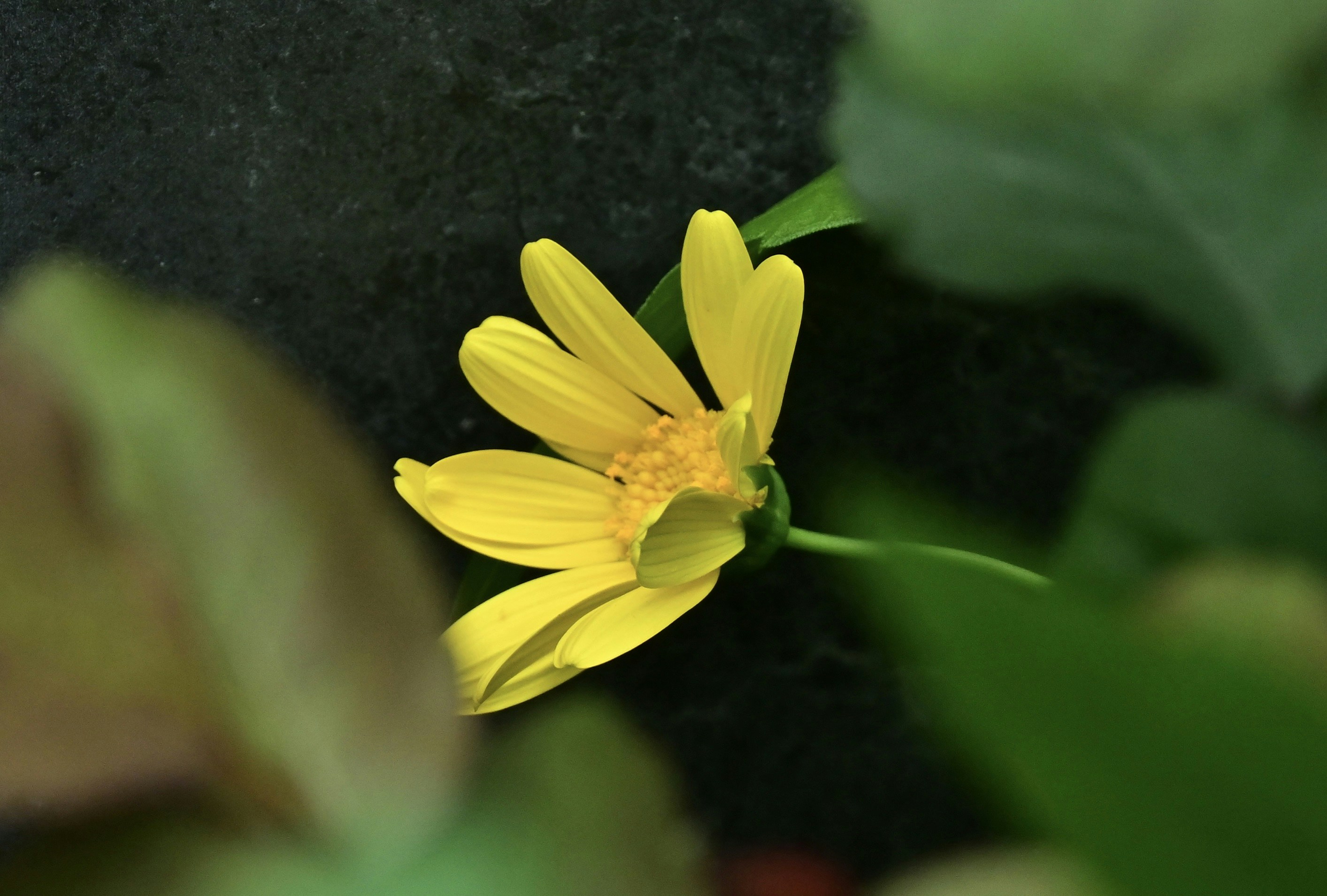Golden Daisy Amid Green Shadows