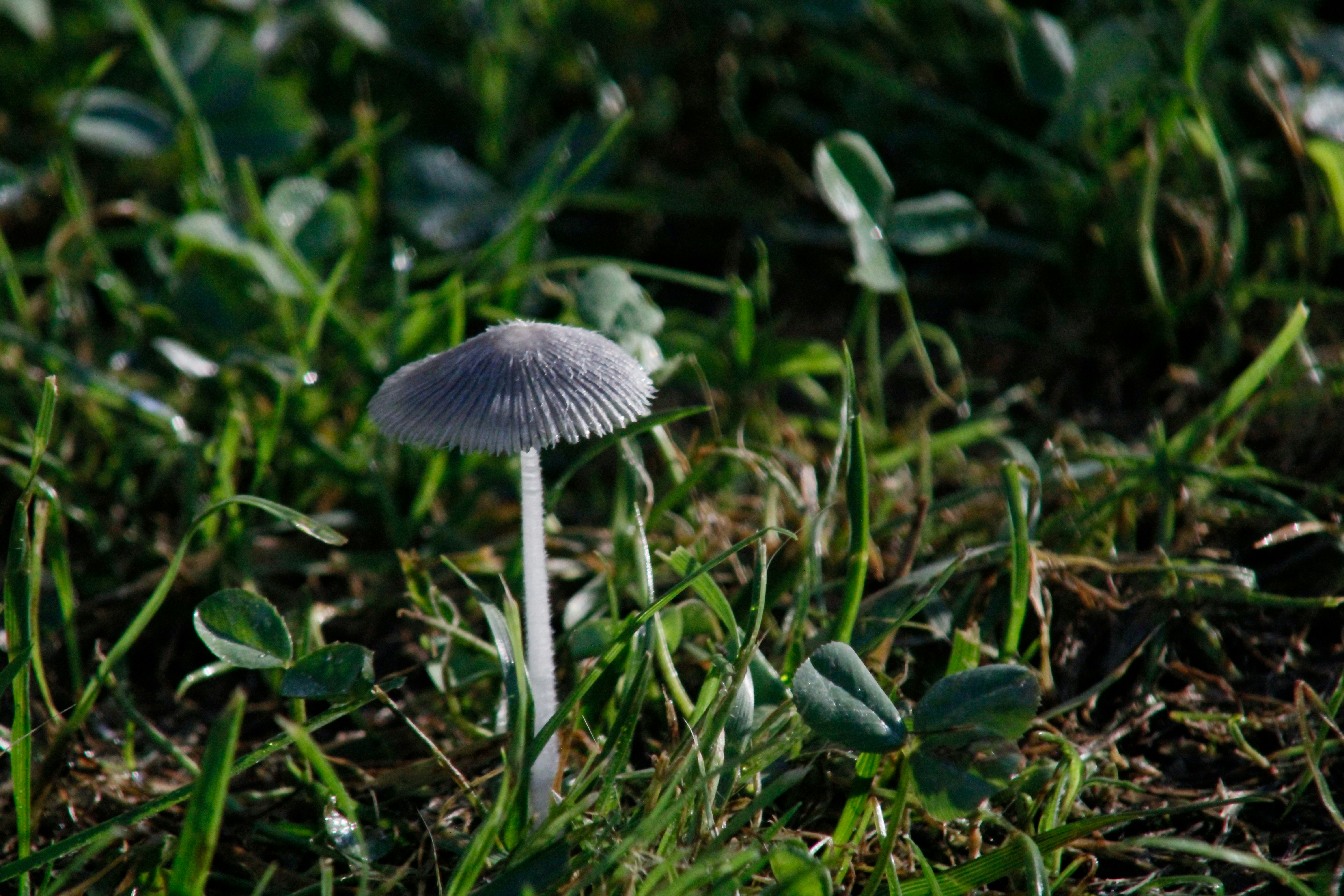 Mushroom in a Quiet Forest Patch