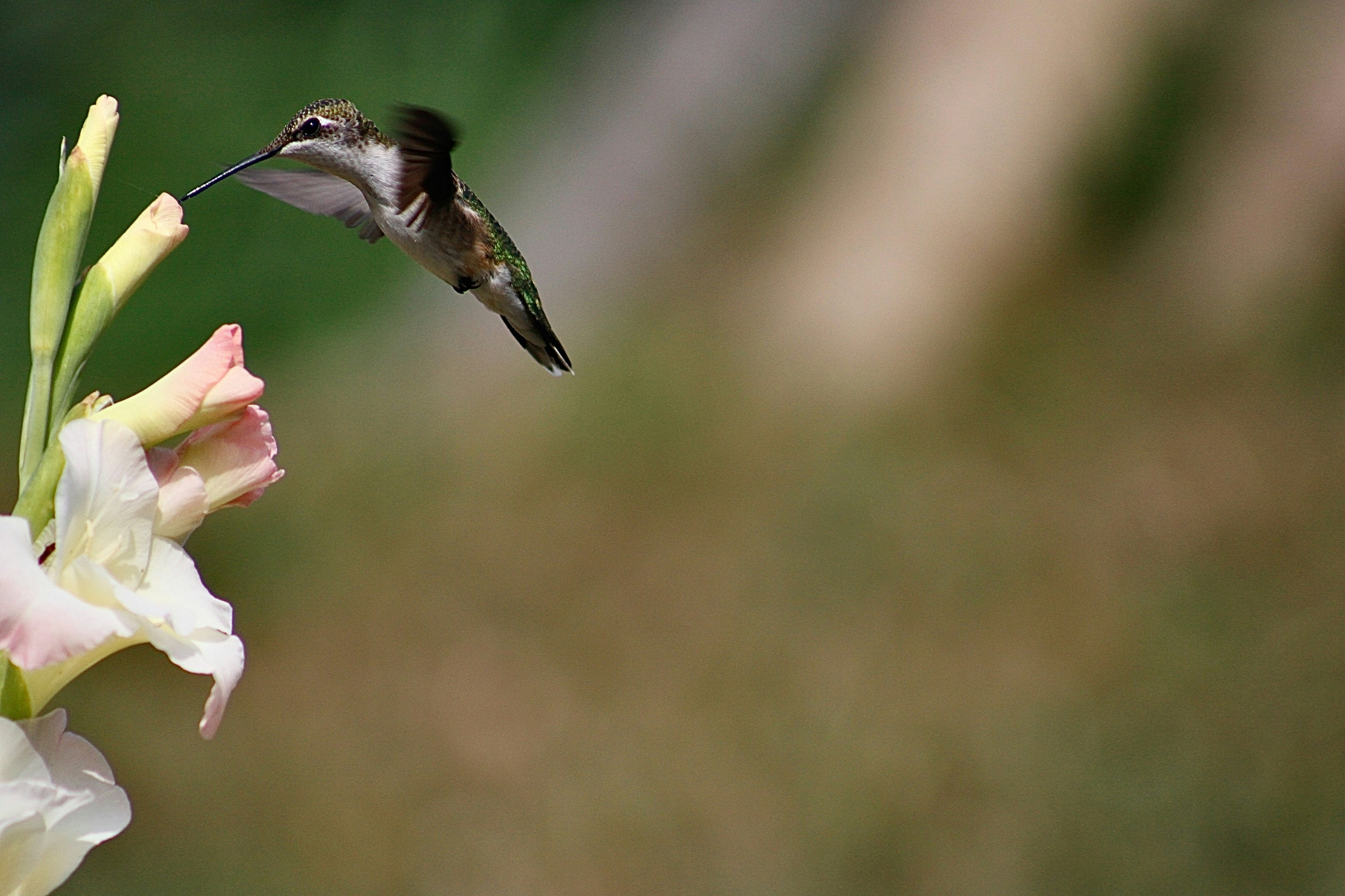Hummingbird in Flight Across a Floral Glade