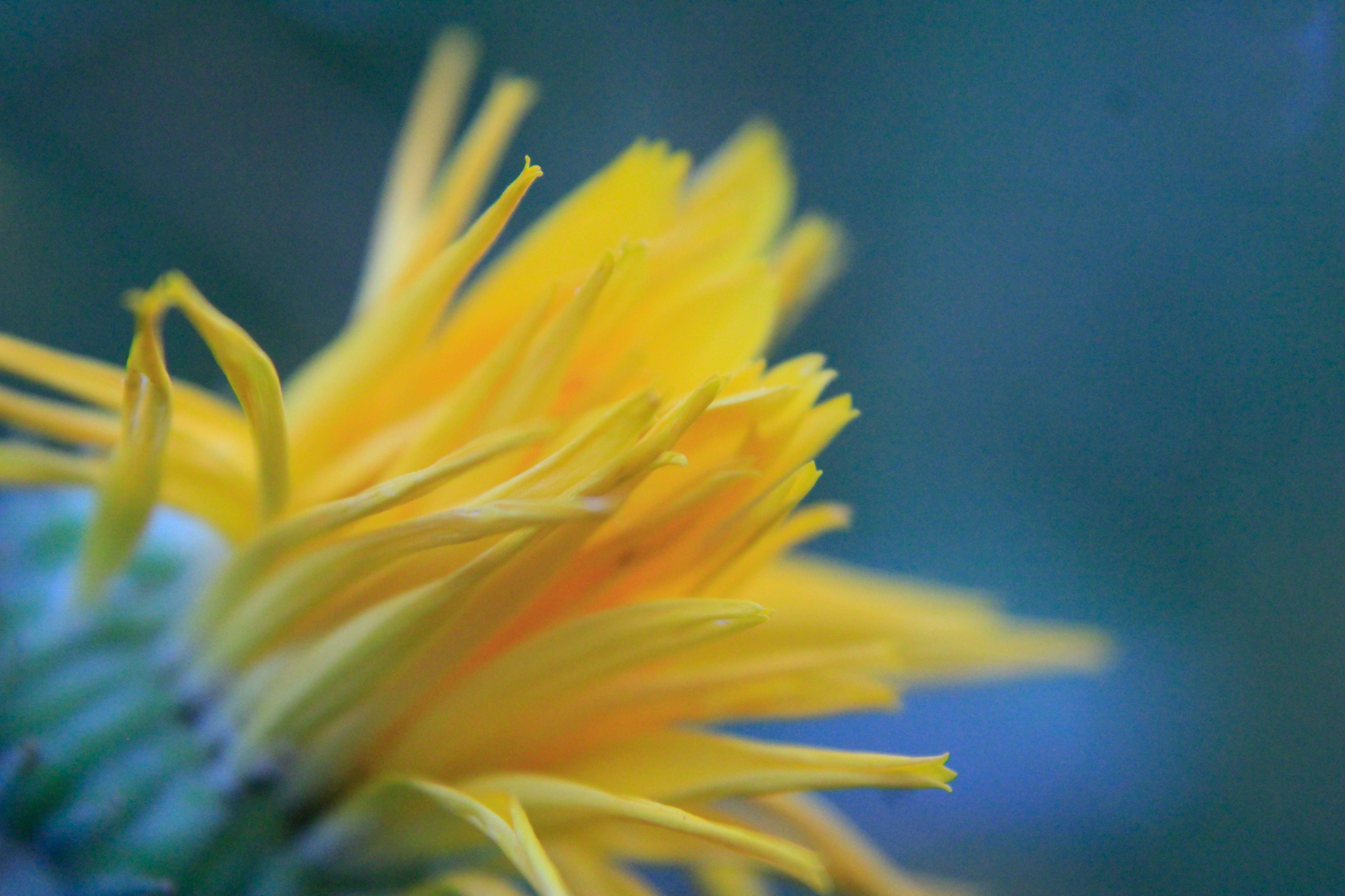 Sunlit Petal Burst: A Macro Moment