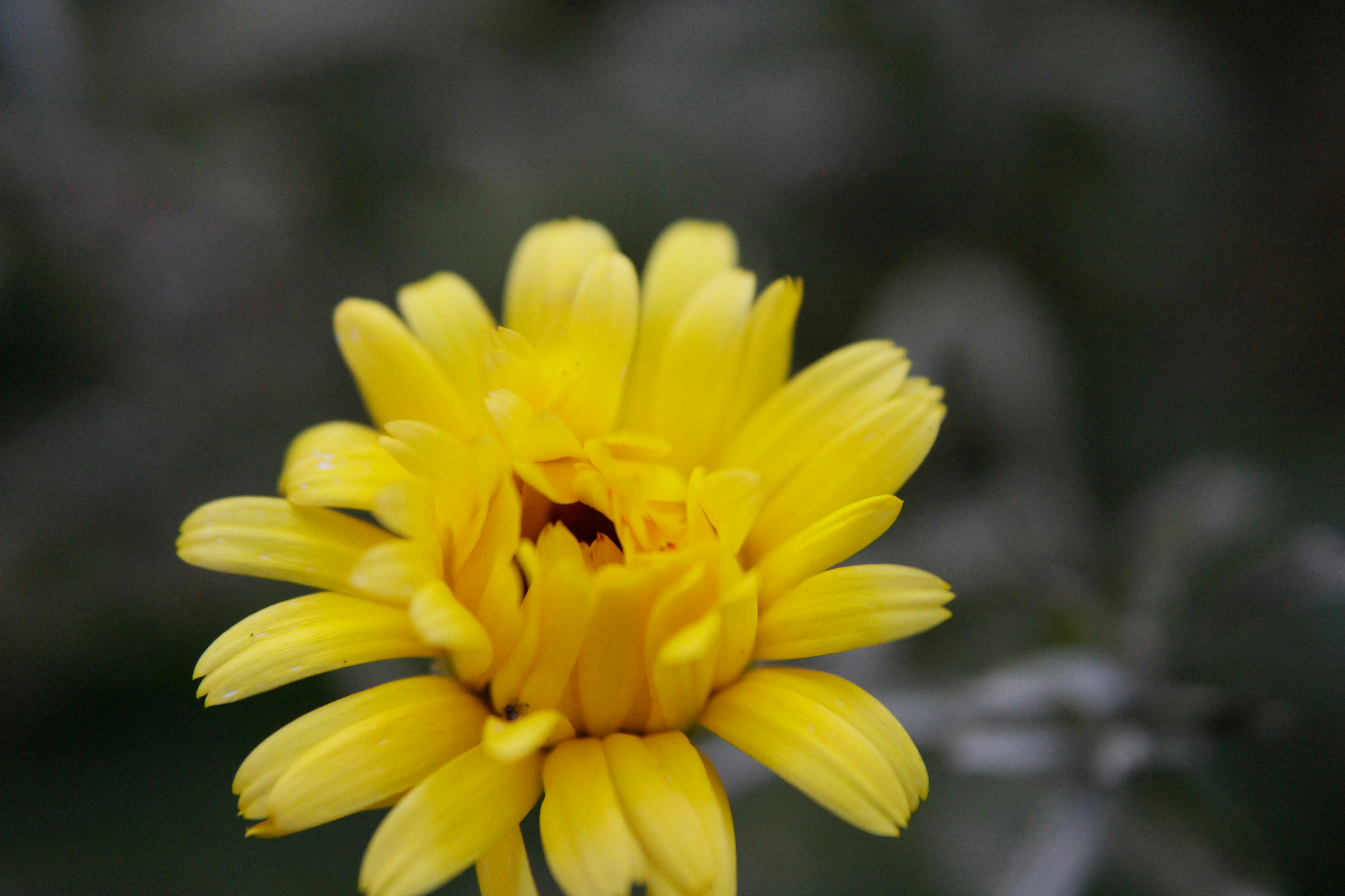 Golden Bloom in Soft Focus Veil