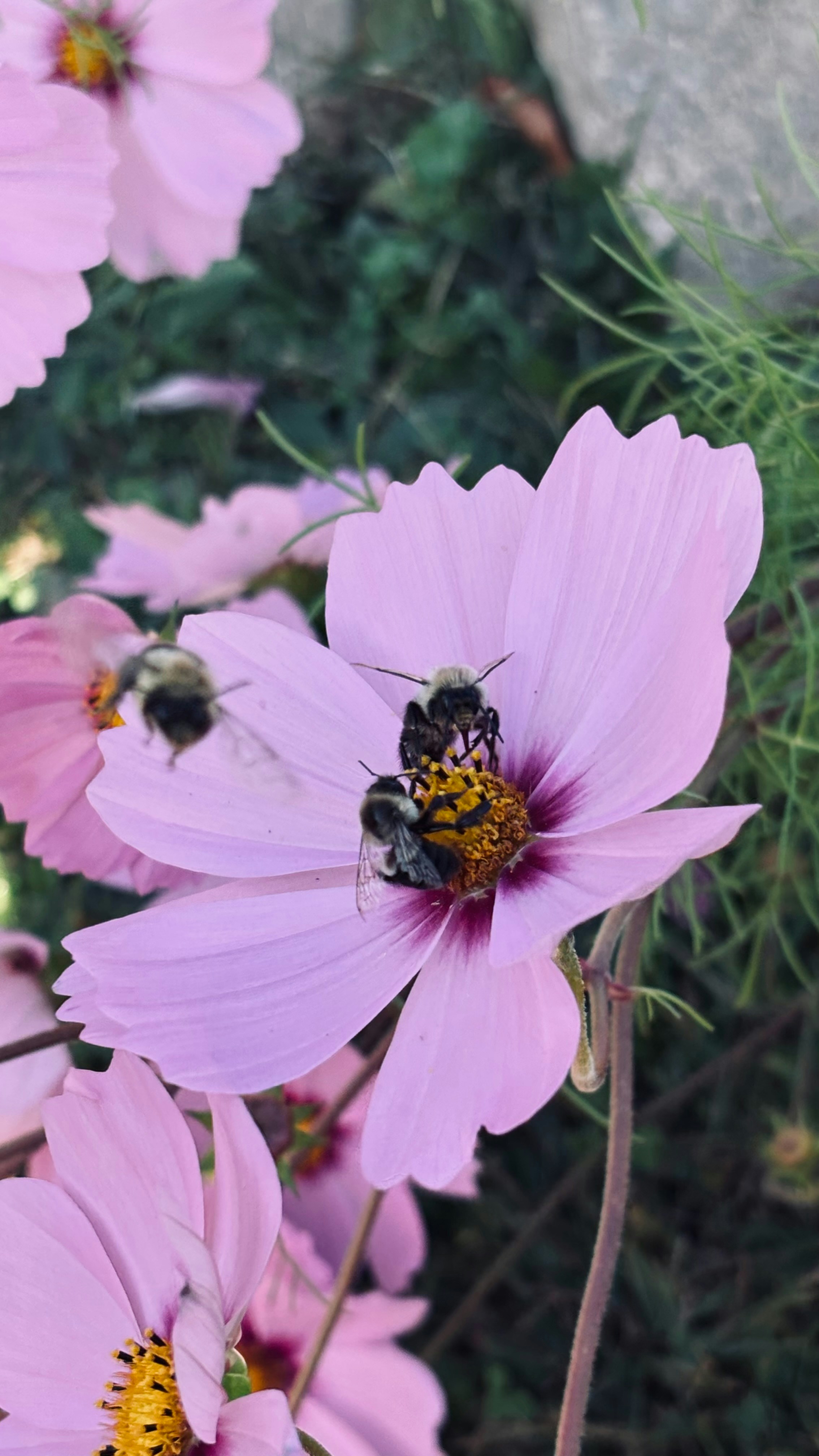 Pink Cosmos in Focus: Bees at the Petal Core