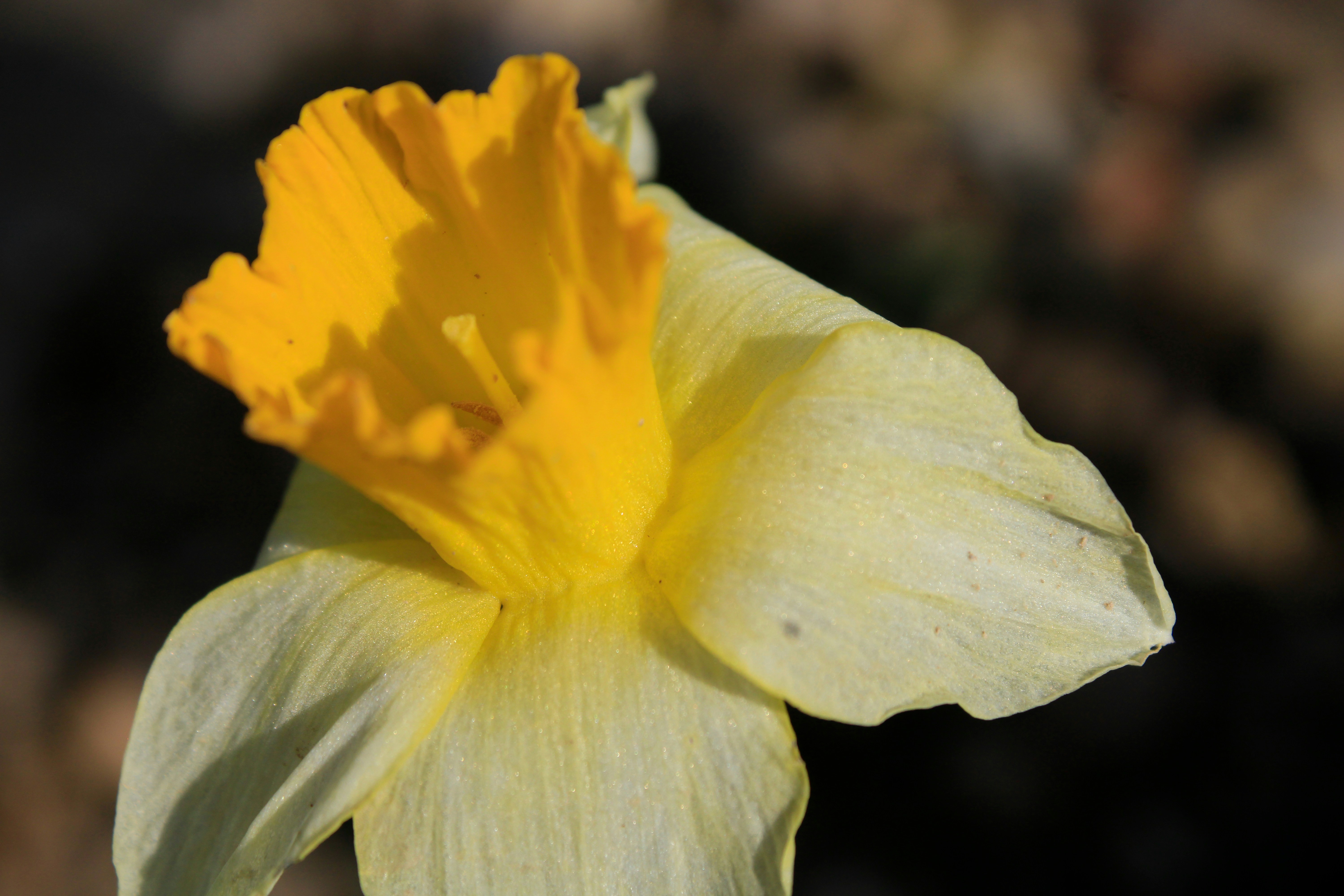 Golden trumpet on a sunlit backdrop
