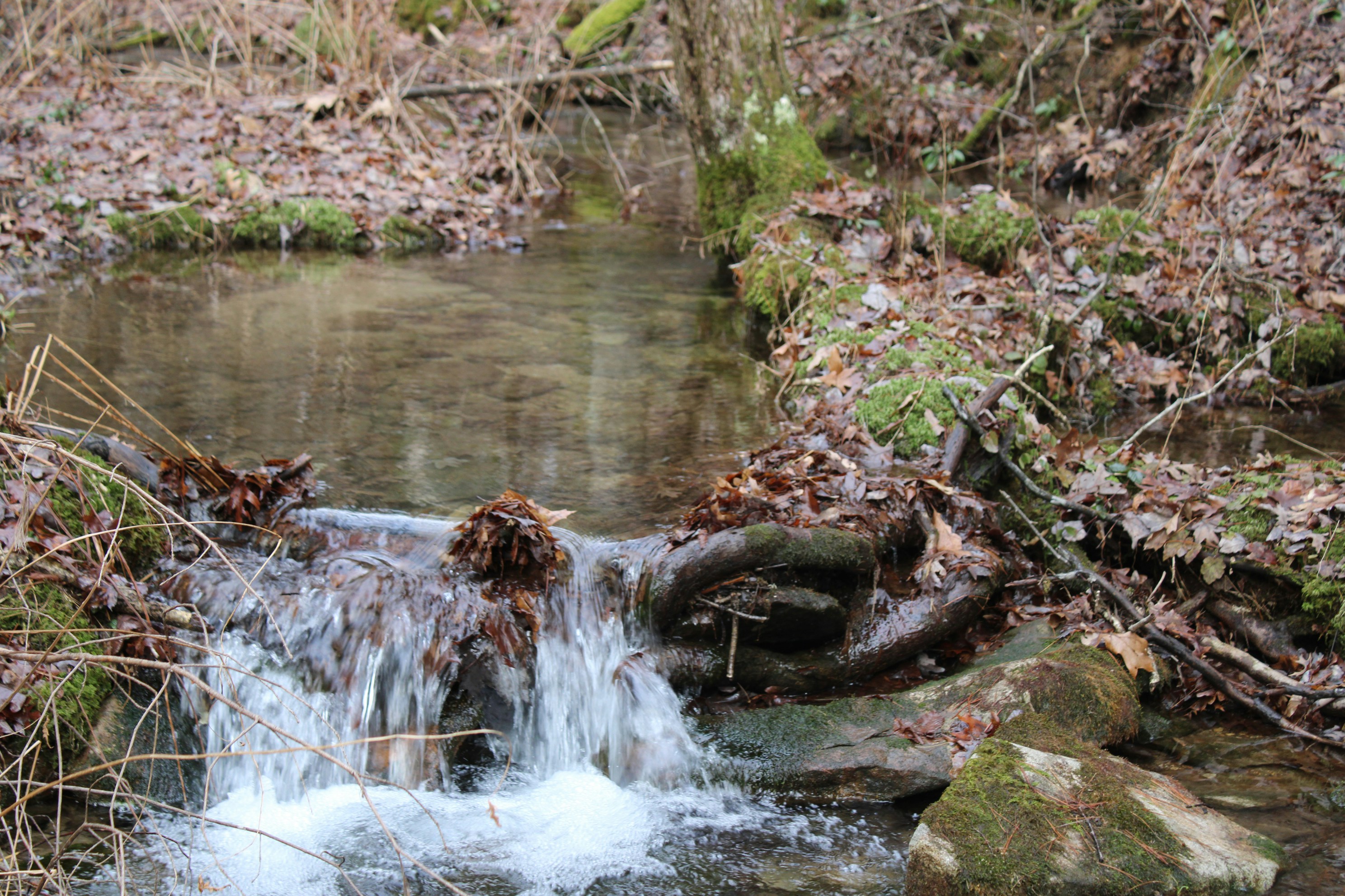 Forest Stream Cascade: A Quiet Brook Over Rocks and Moss
