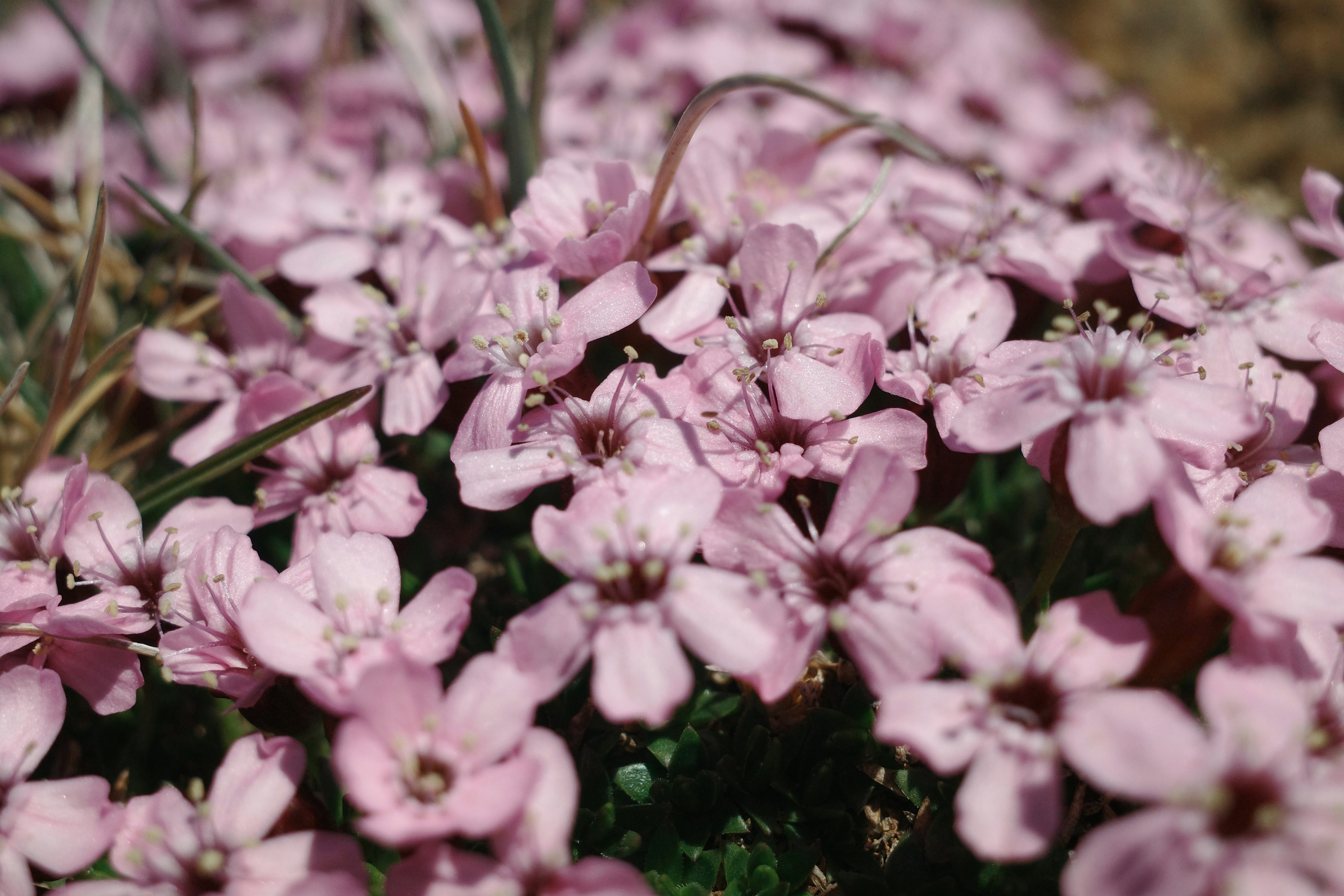 Soft Pink Cluster: Close-Up of Spring Blooms