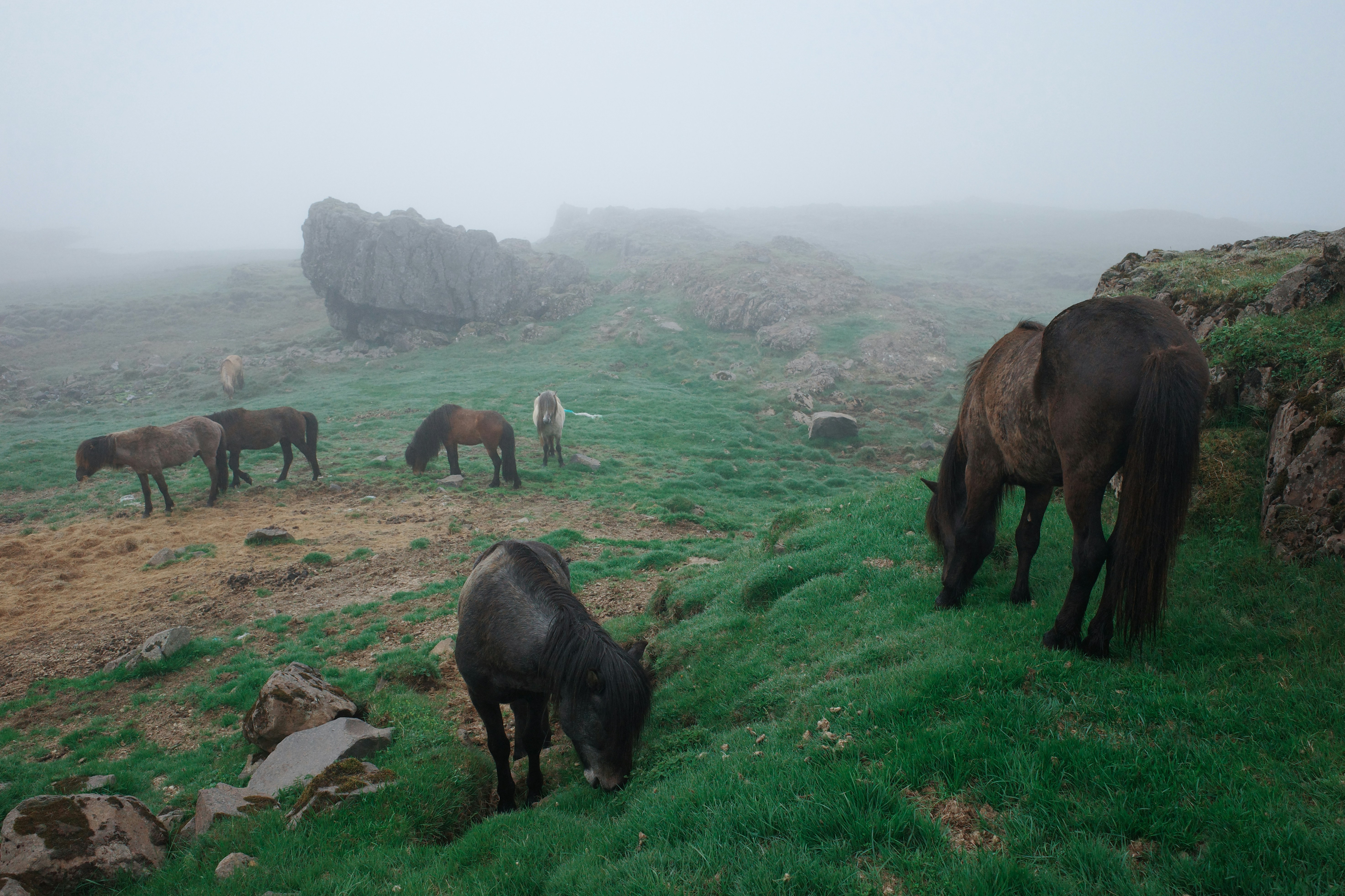 Pasture of Fog: Horses on a Misty Clifftop