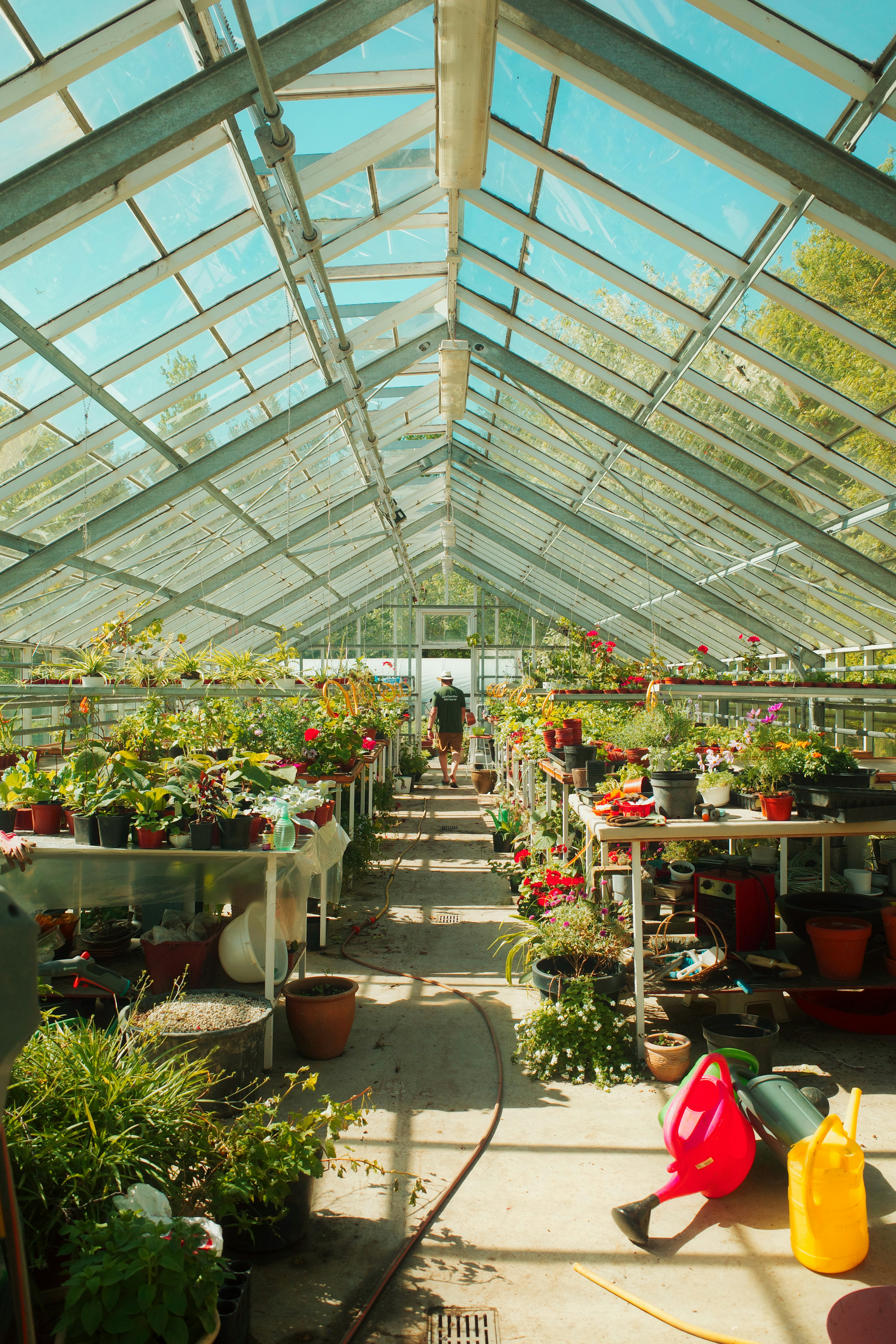 Sunlit Aisle Through a Verdant Glasshouse