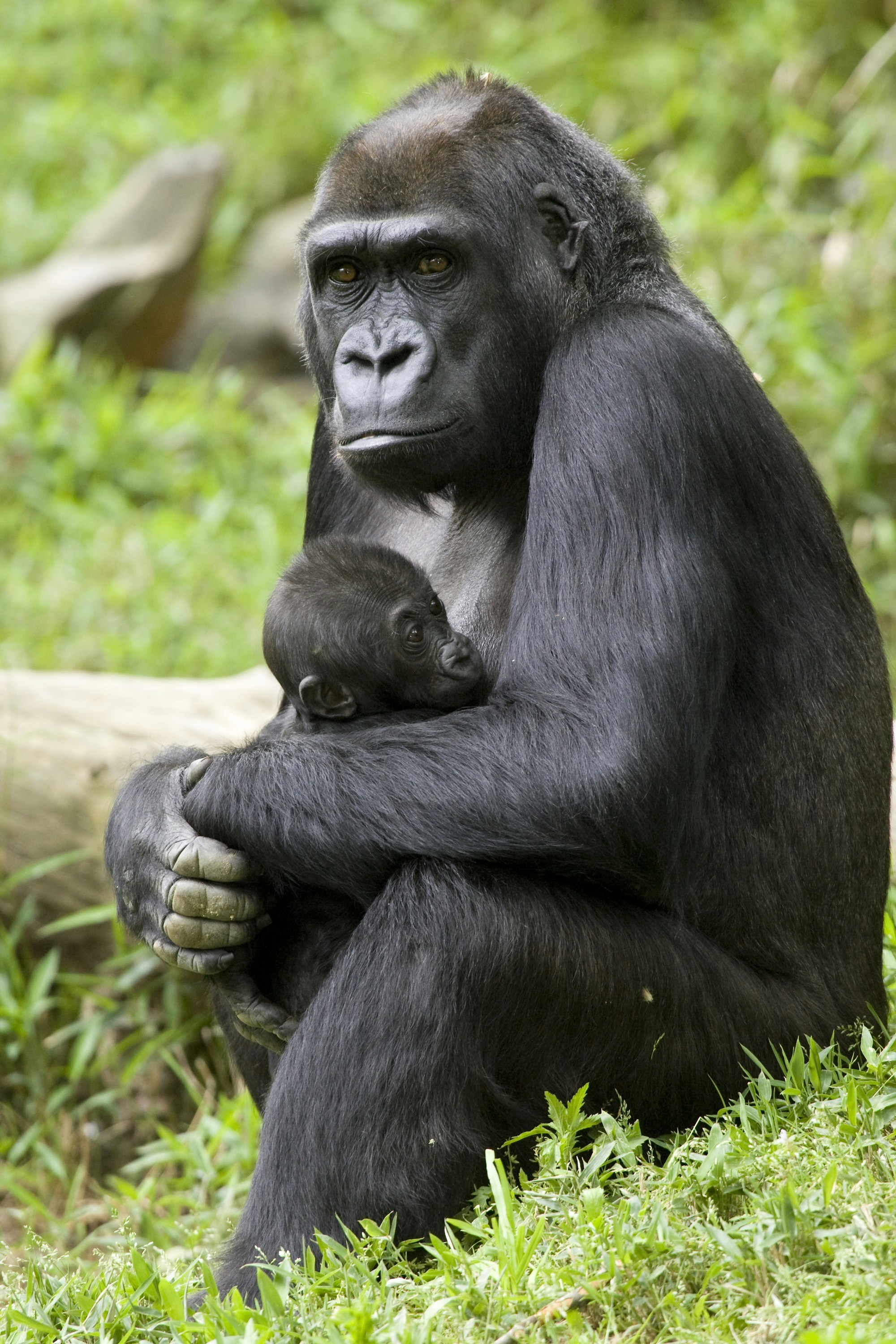 Mother Gorilla with Infant: Quiet Vigil in Greenyard