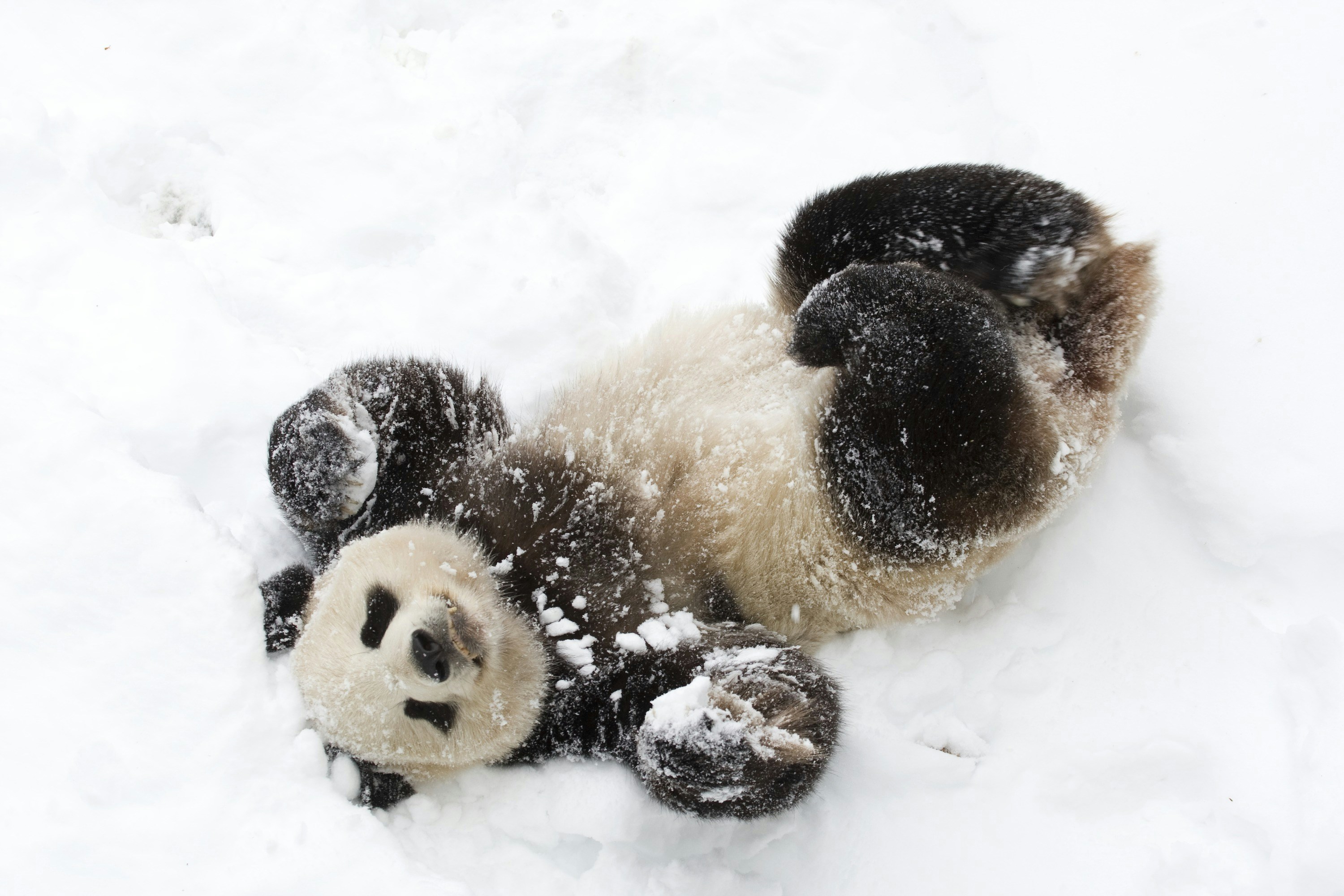 Snowbound Panda Dreams: A Playful Roll in the White Quiet