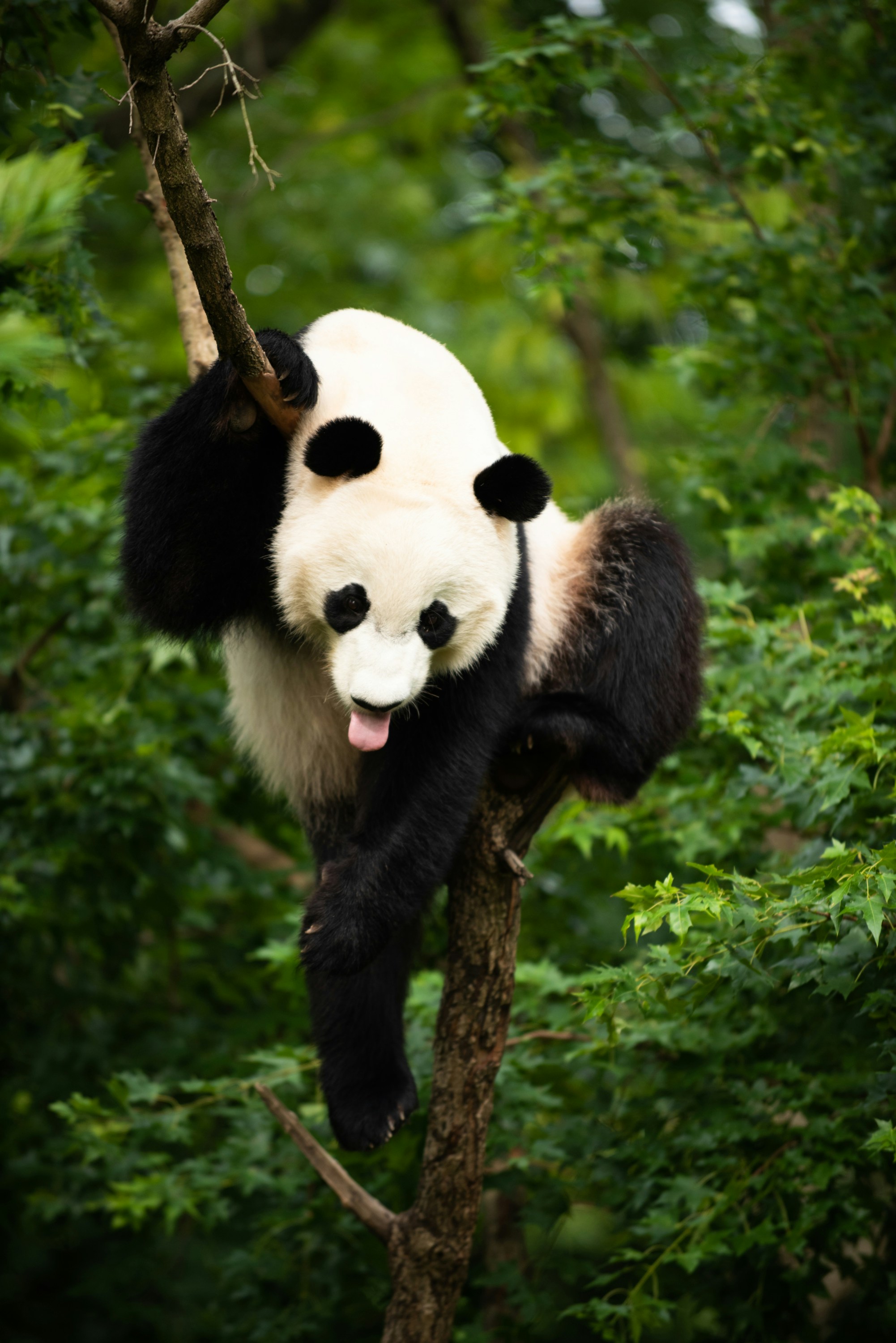 Panda Clambering the Green Gallery