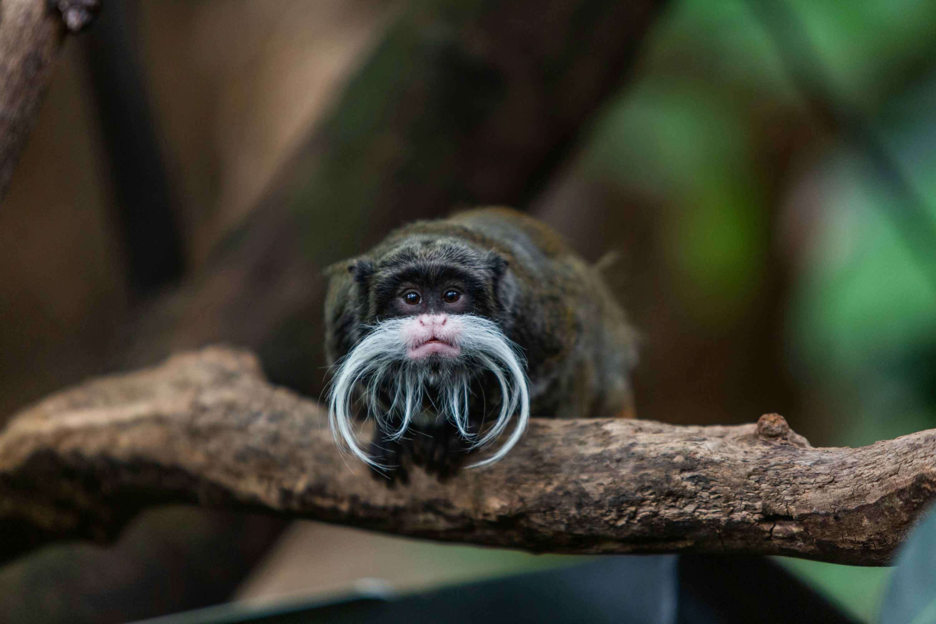 Bearded Primate on a Log: Close-Up of a Silky-Faced Monkey
