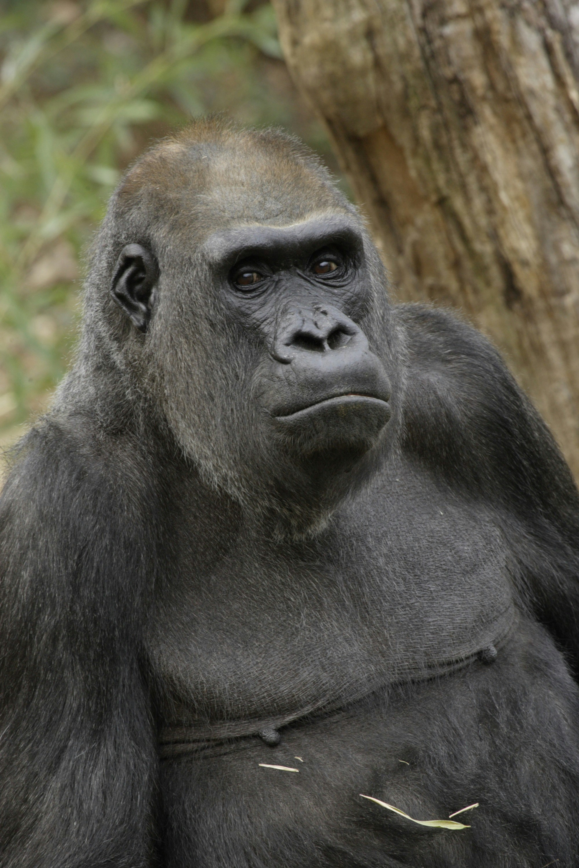 Portrait of Quiet Strength: A Gorillas Gaze Through Forest Light