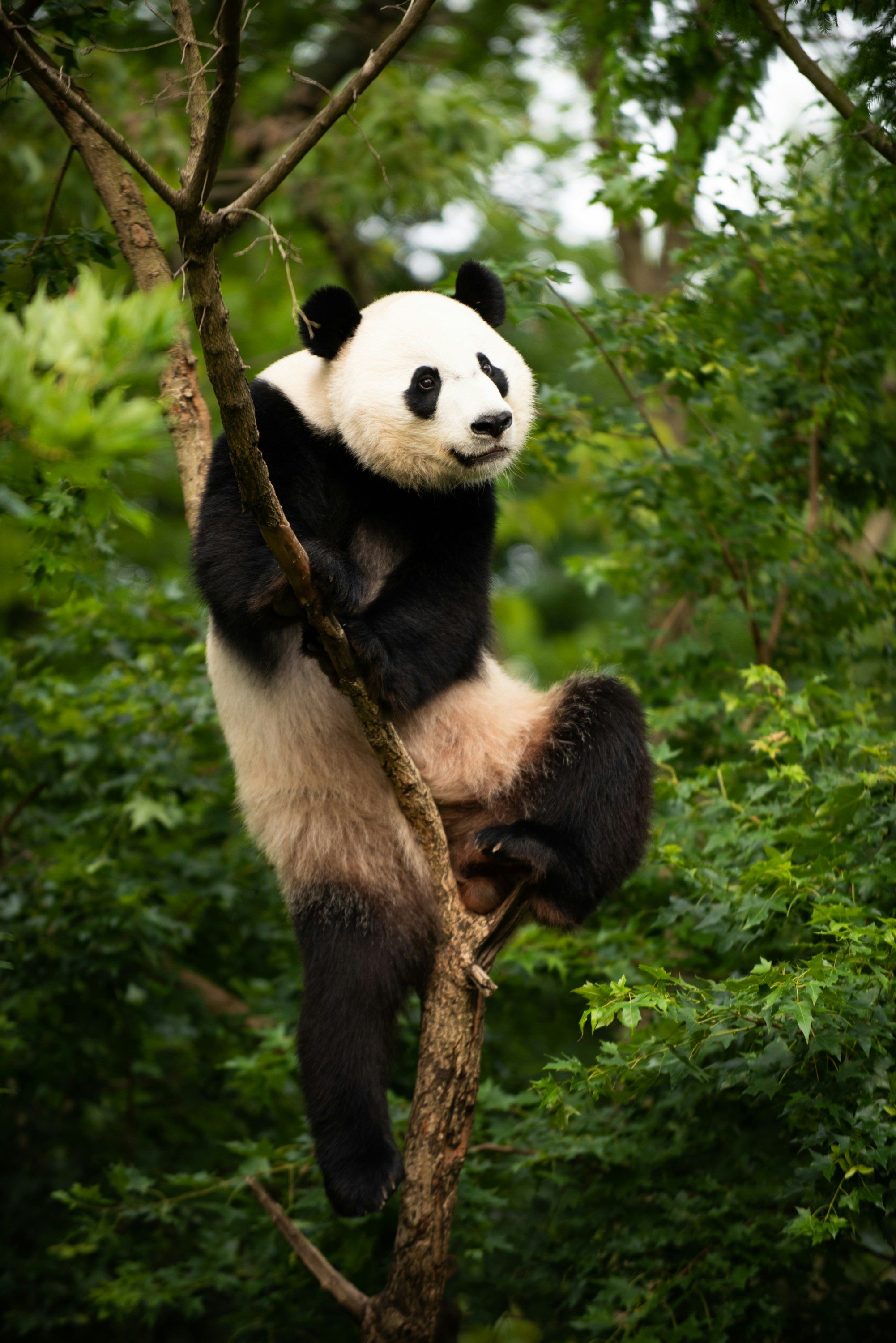 Panda in a Green Canopy: A Moment of Climbing Poise