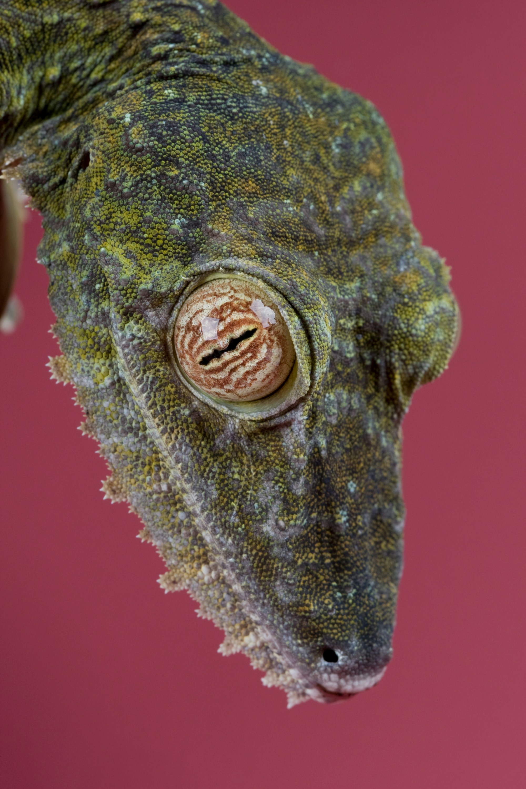 Close-up of a gecko's eye: texture, pattern, and color in sharp focus
