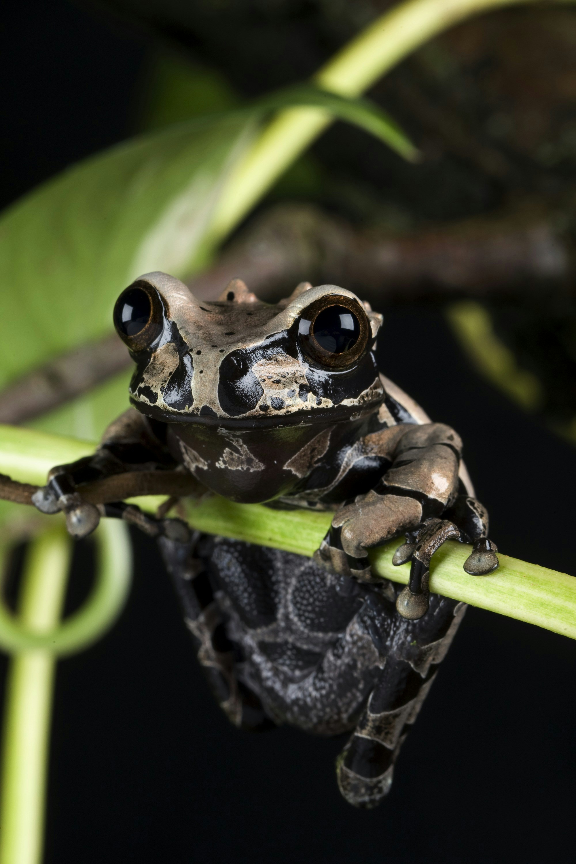 Close-Up Hops: A Tree Frog's Glassy Gaze on a Green Stem