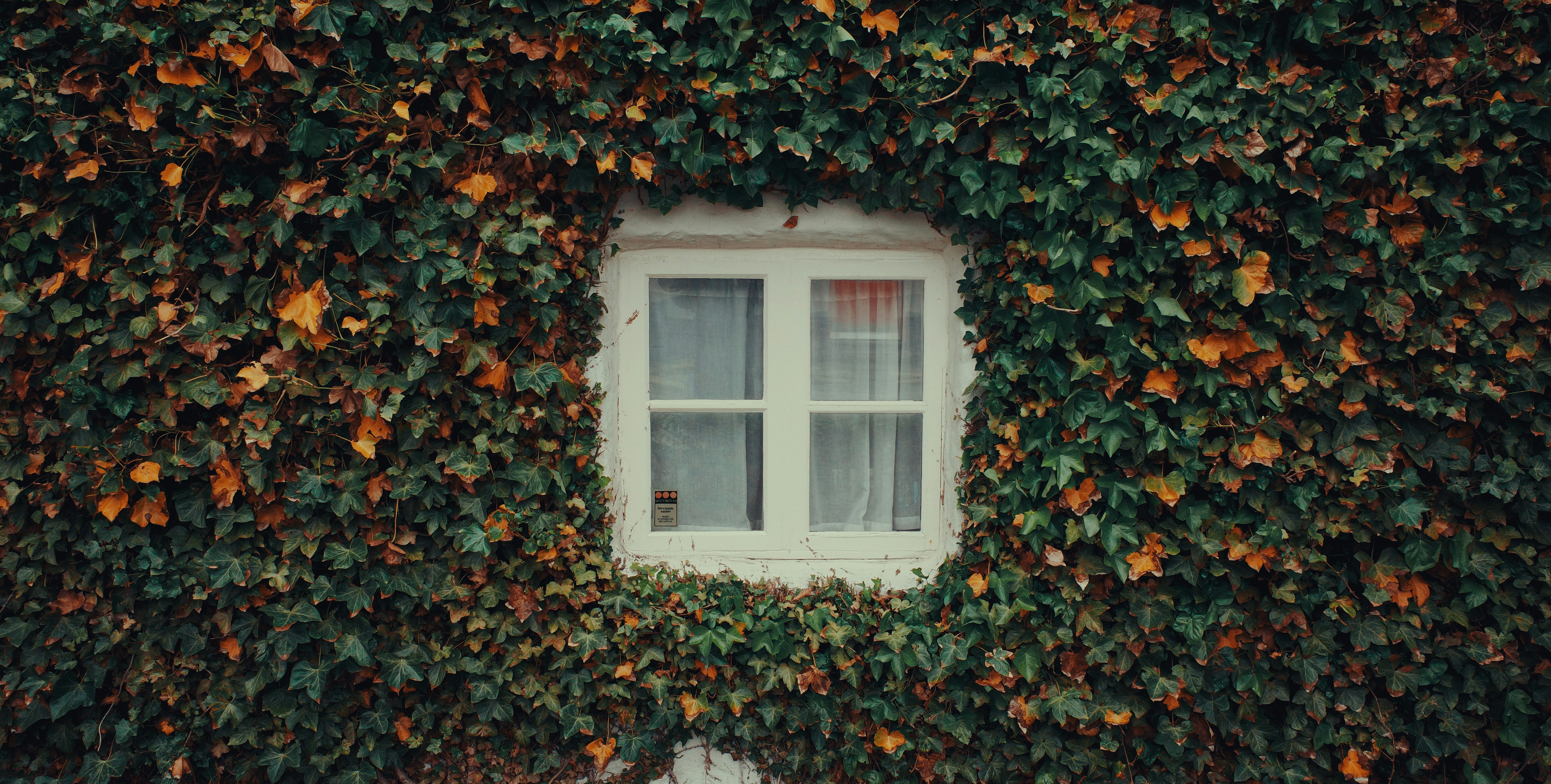 Window Among Autumn Cloak: a Central Ivy Frame