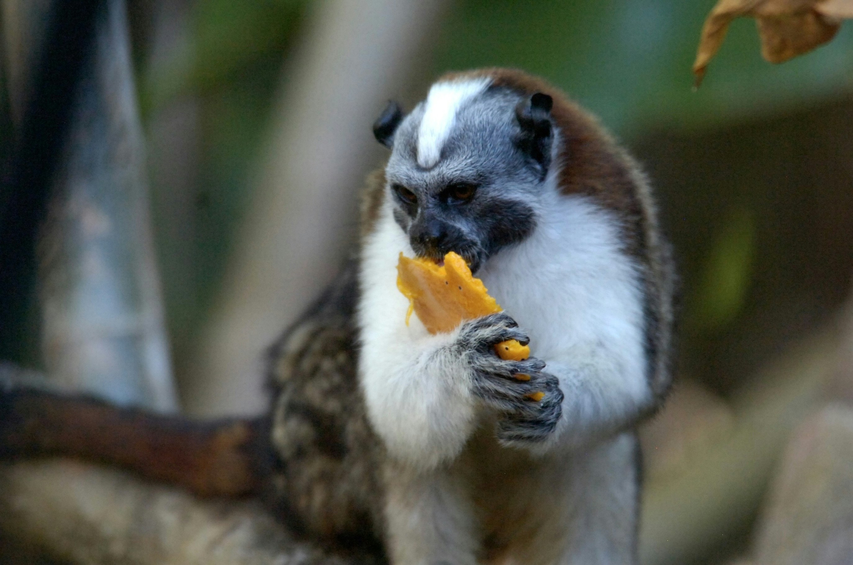 Leafy Snack: White-Totem Marmoset Delicately Nibbles a Snack