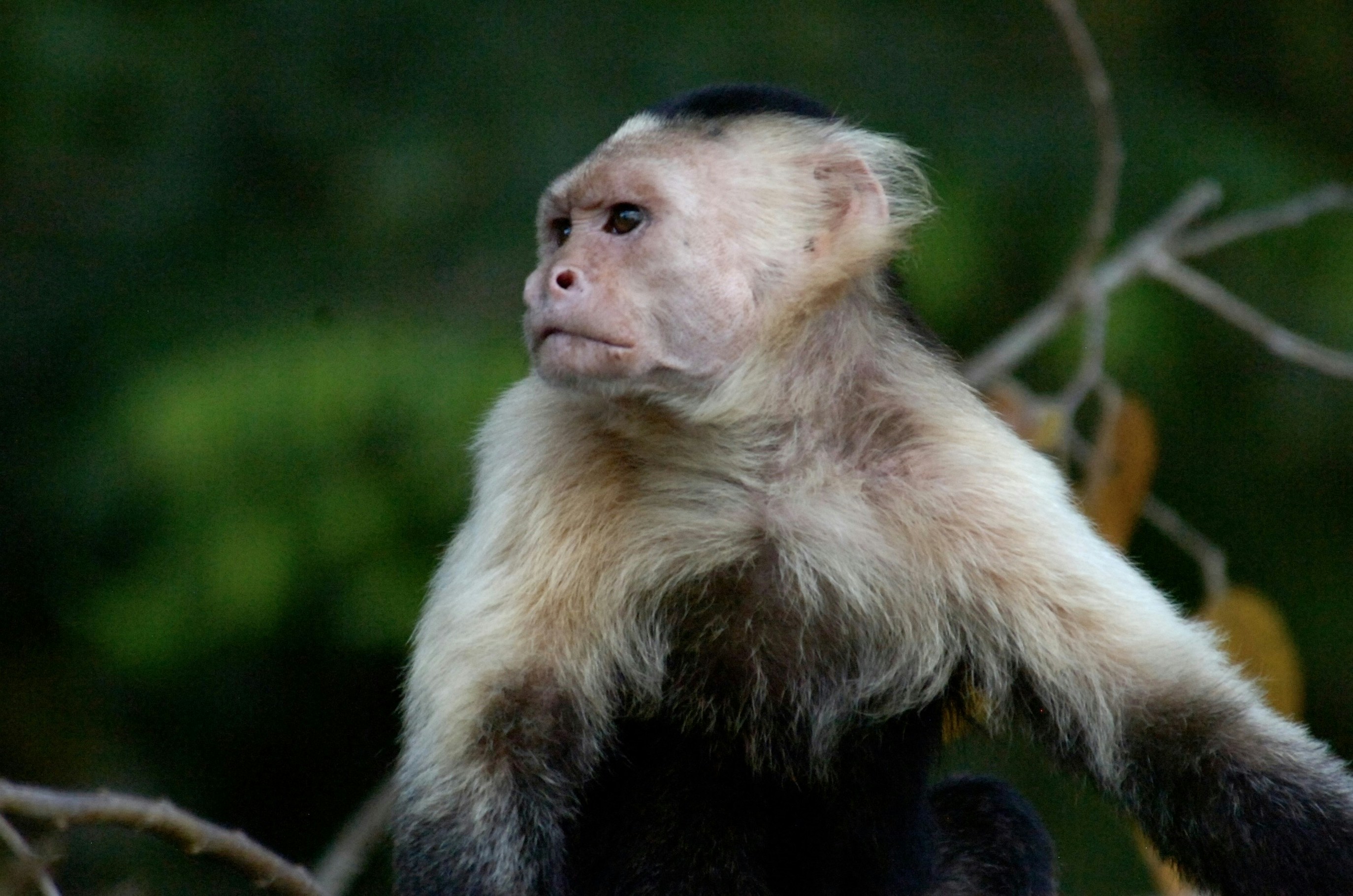 Curious Primates: A Monkey Pauses Amid Green Shadows