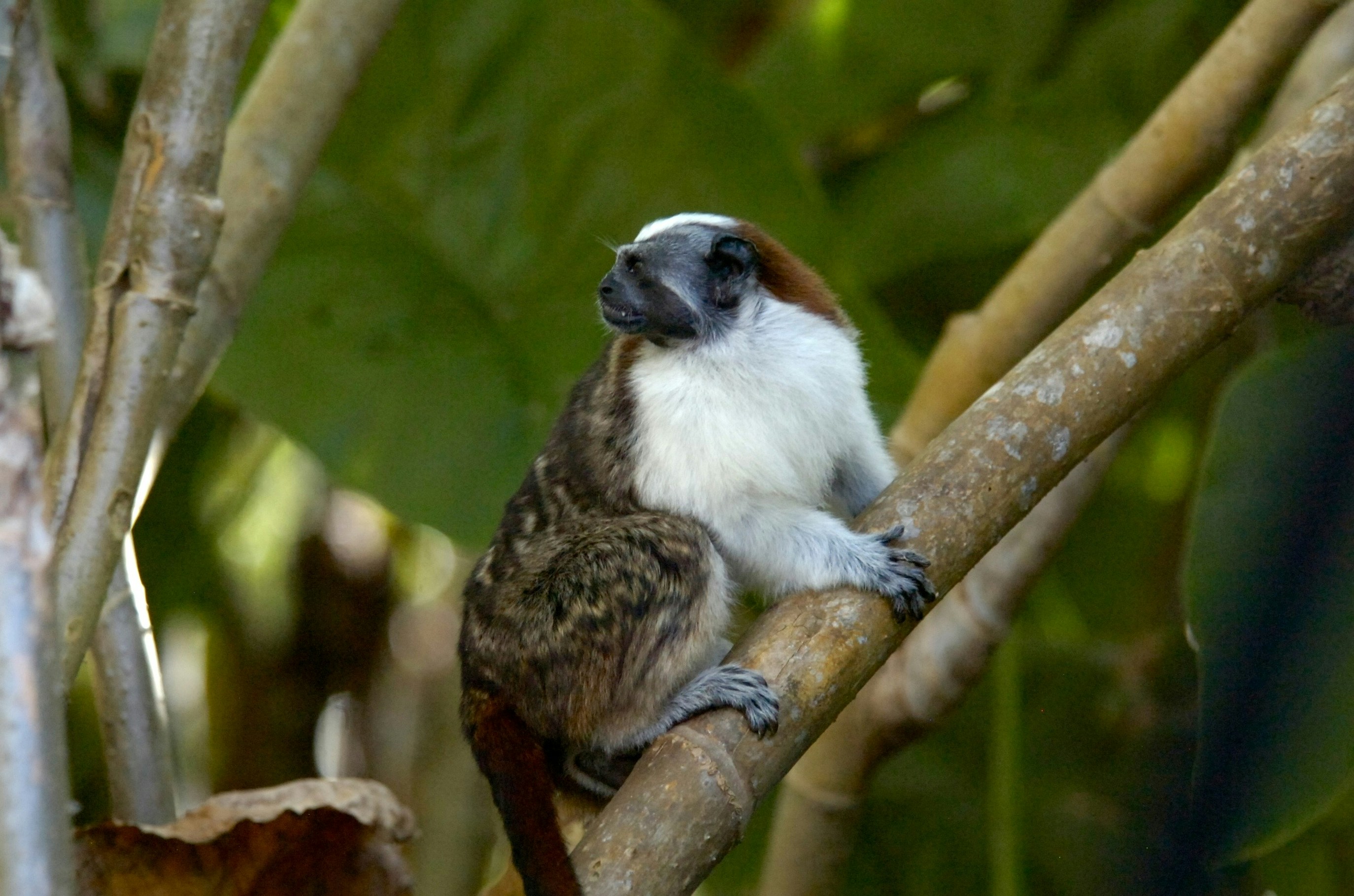 Perched in the Green Corridor: White-faced Squirrel Monkey on a Branch