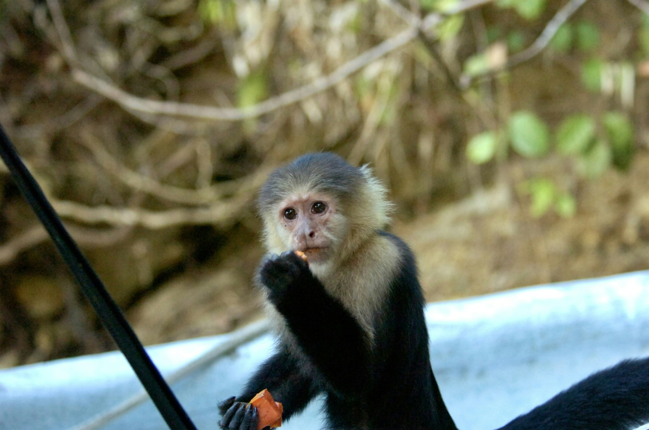 Curious Capuchin Amid the Edge of a Blue Barrier