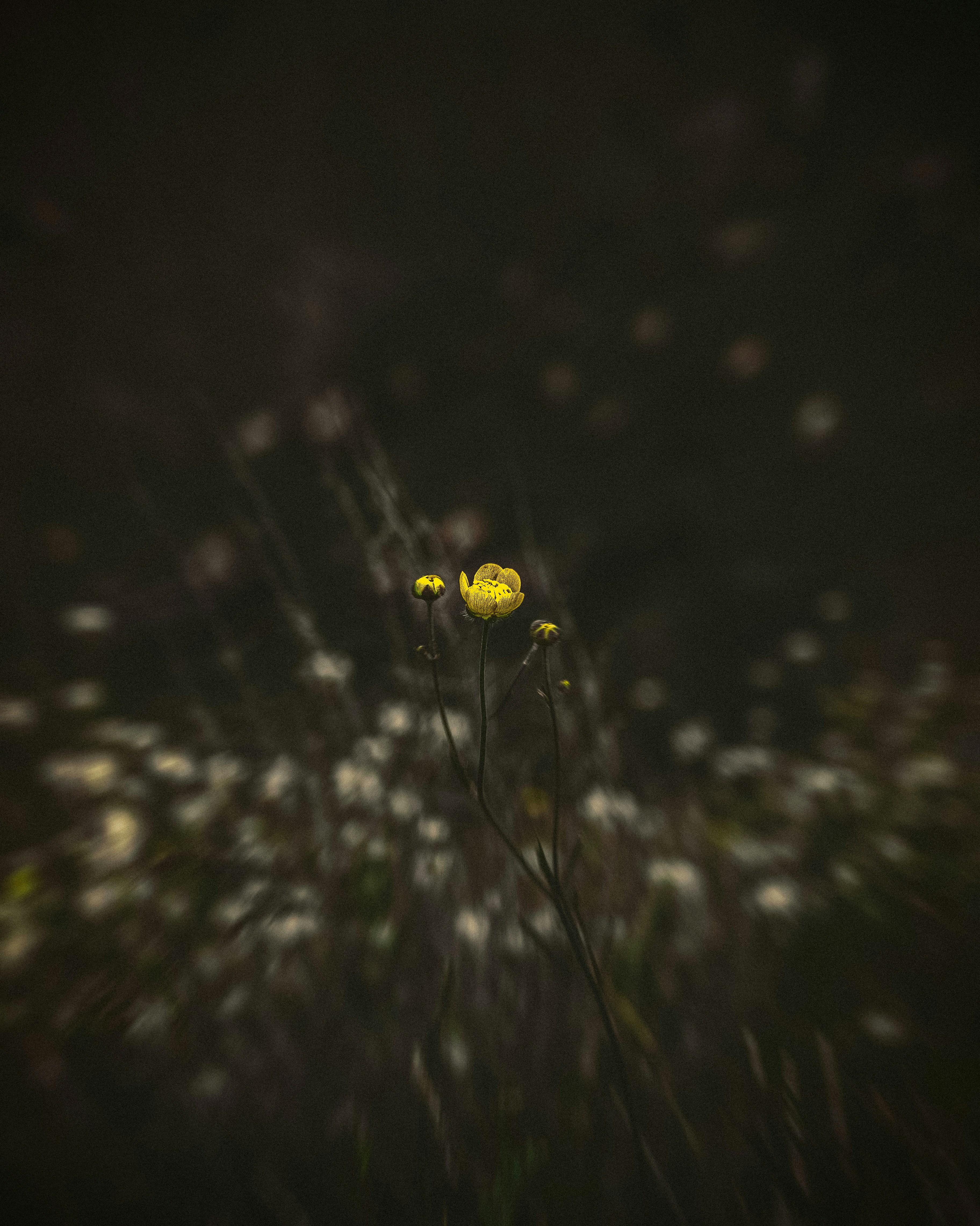 Golden Buds in a Velvet Field