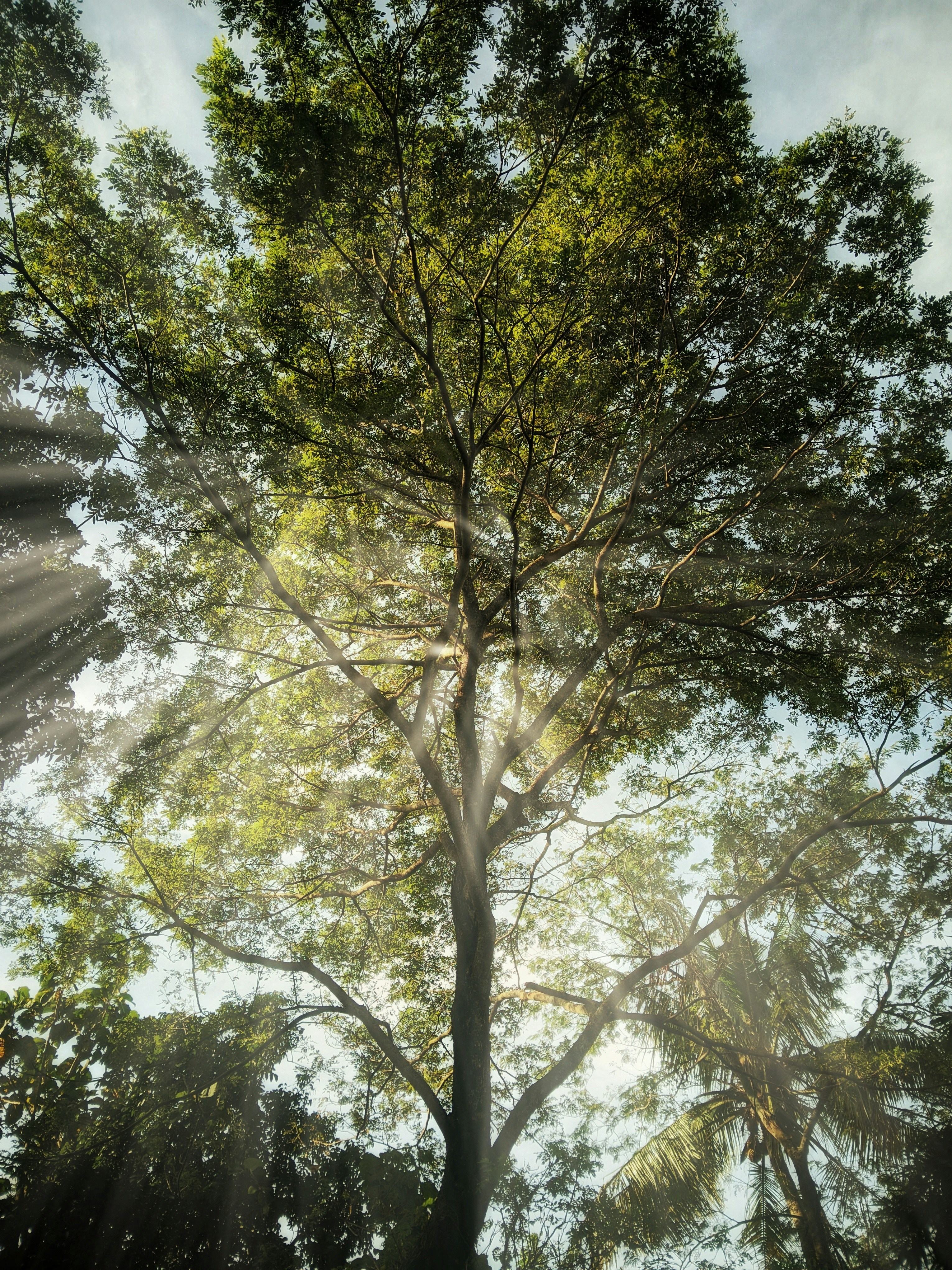 Sunlight streams through the canopy of a large tree.