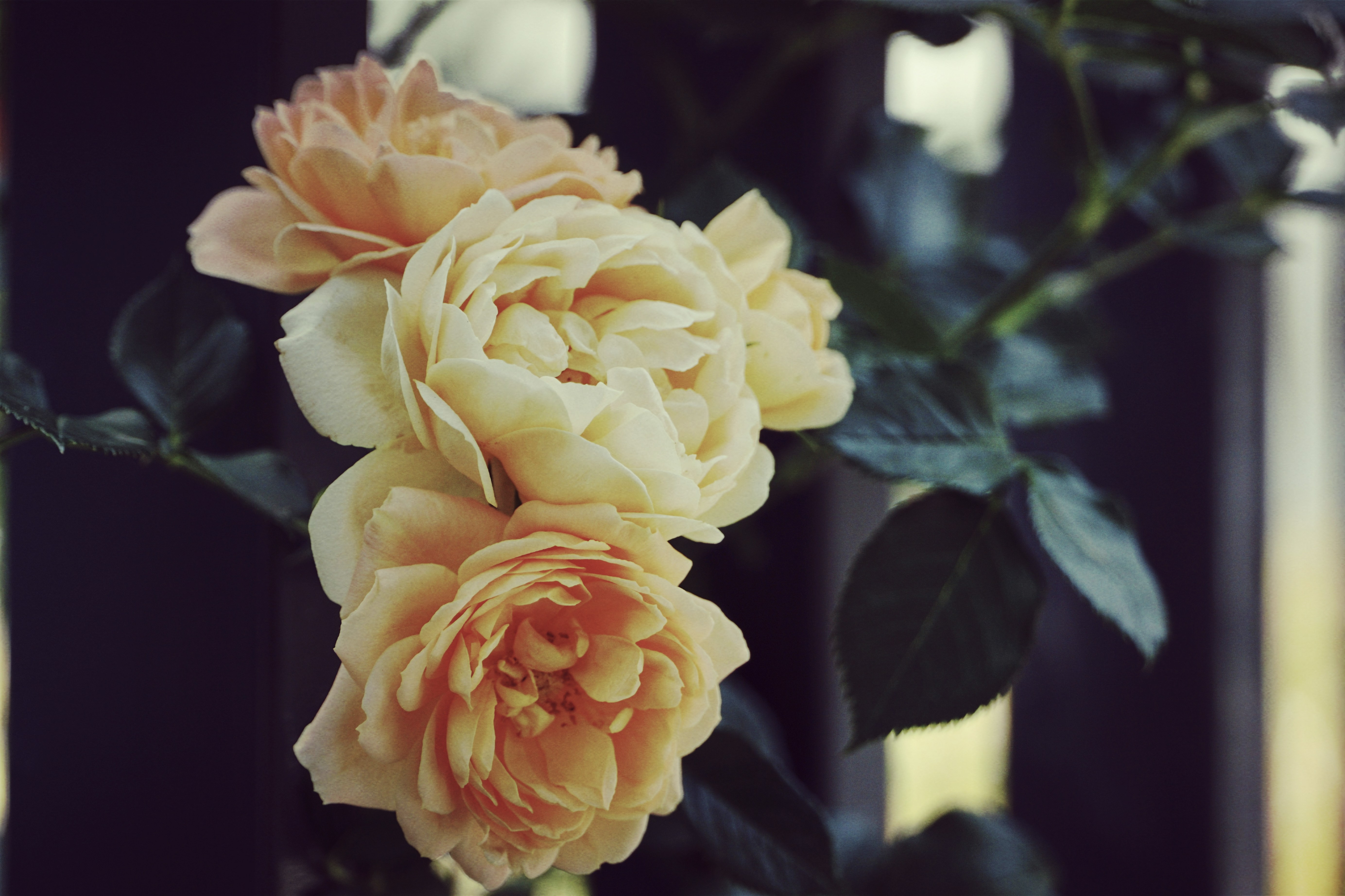 Soft Peach Roses in Shadowed Garden