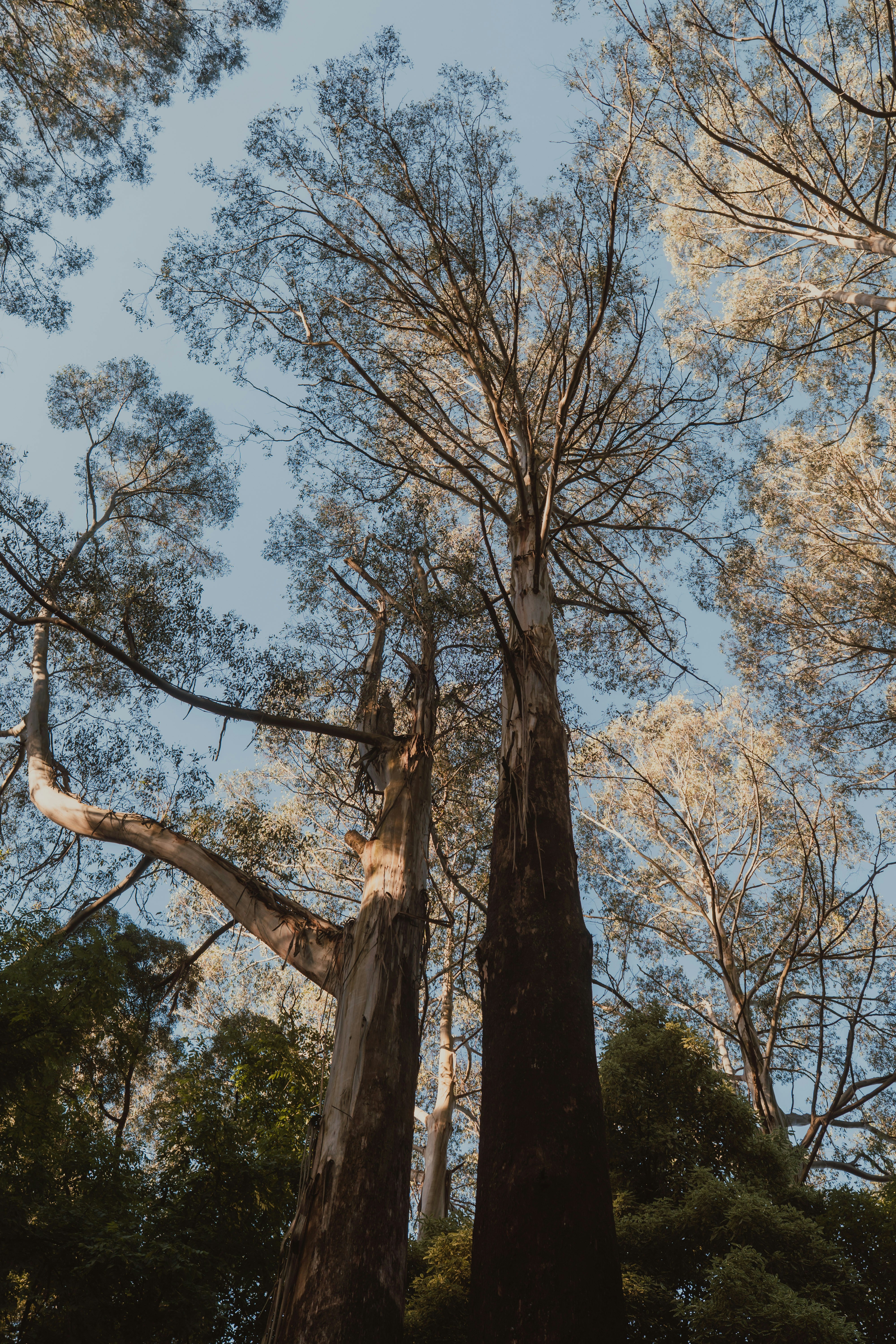 Towering Giants Reaching for the Clear Sky