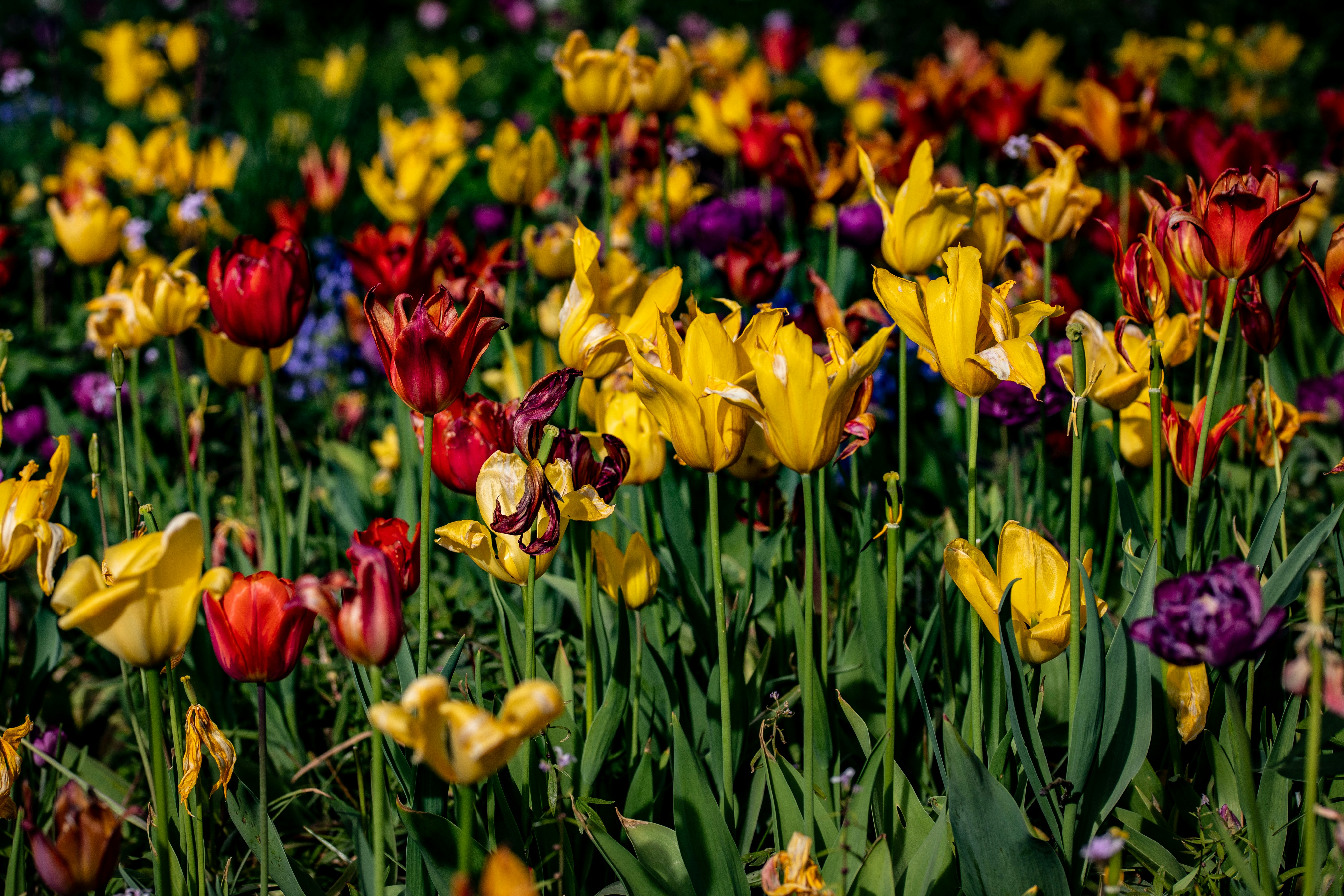 Sunlit Tulip Mosaic: A Colorful Field in Bloom