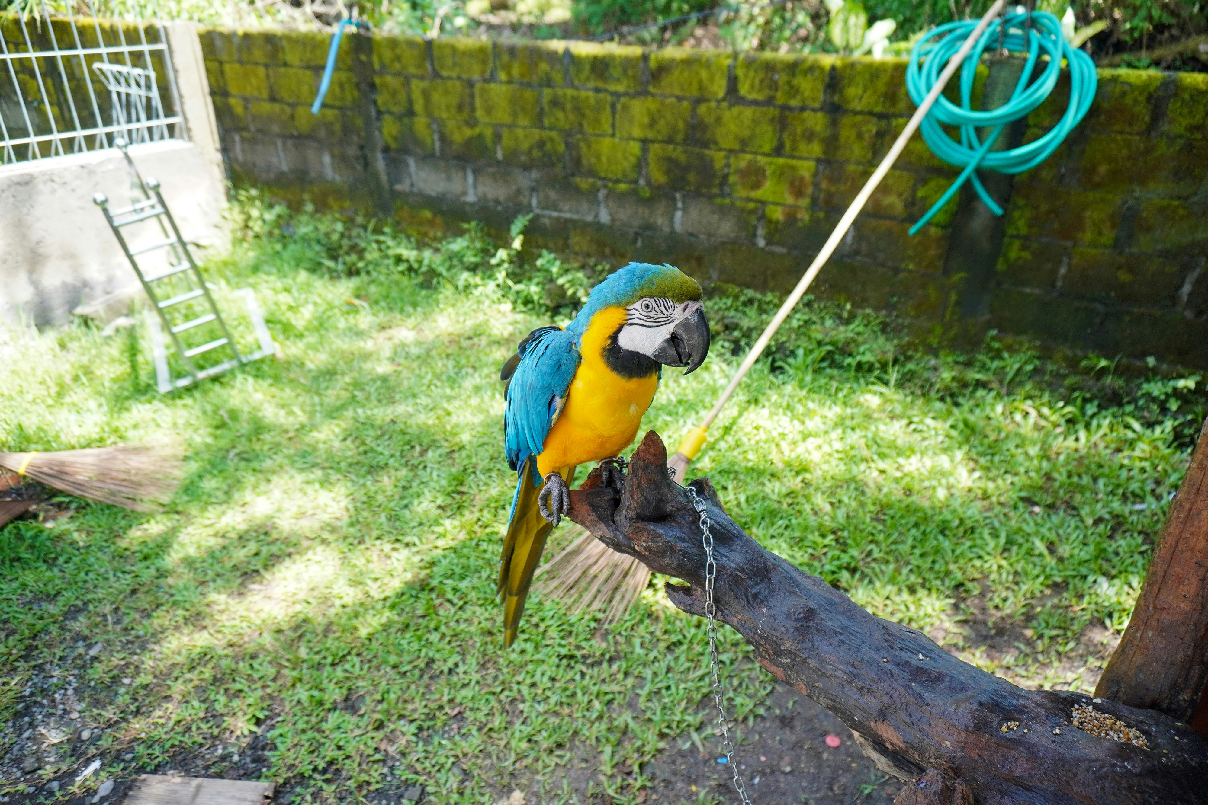 Vibrant Blue-and-Gold Macaw Perched on a Weathered Branch