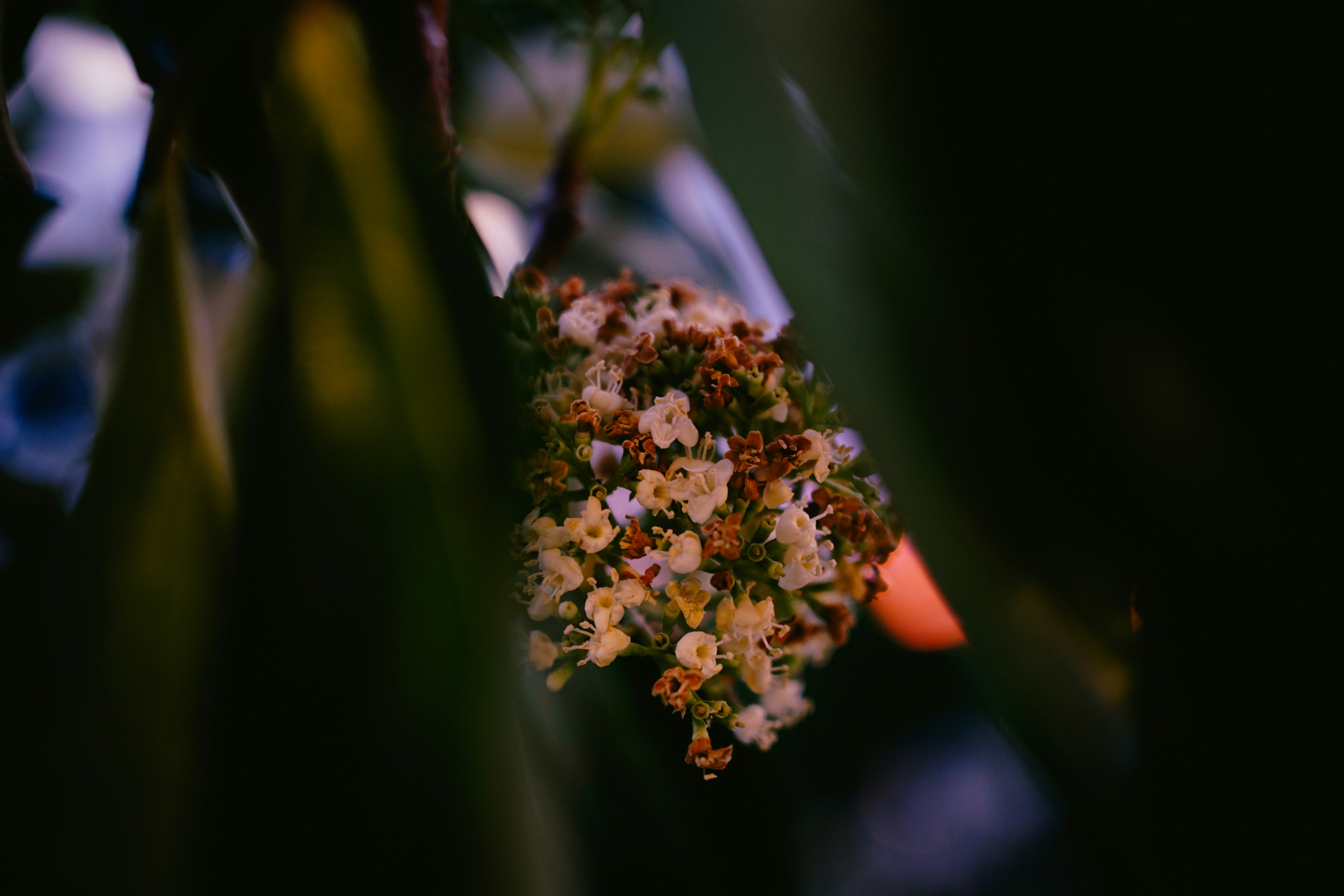 Floral Cluster in Shadowed Glade