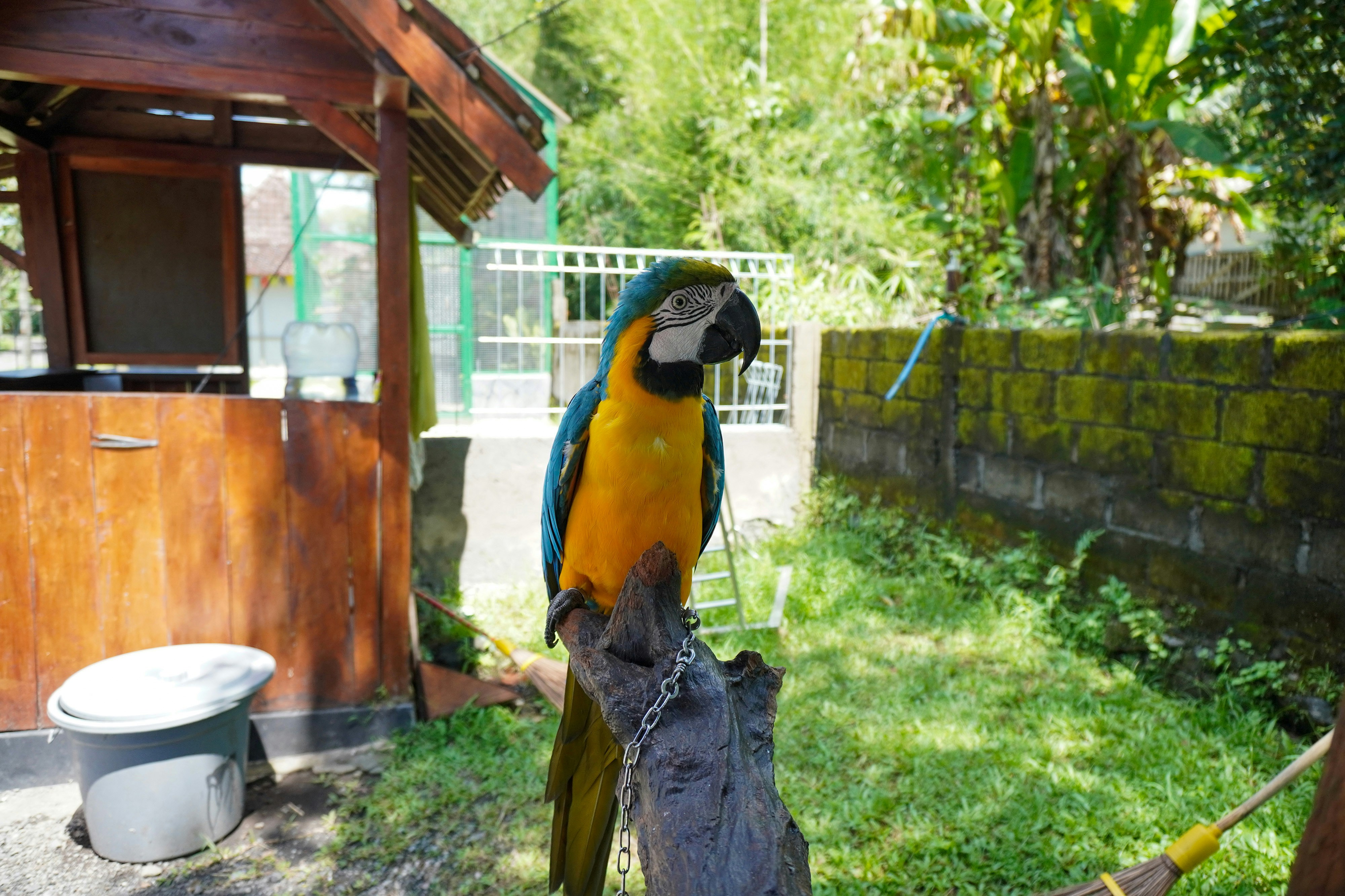 Vibrant Blue-and-Gold Macaw Perched at Dawnlit Garden