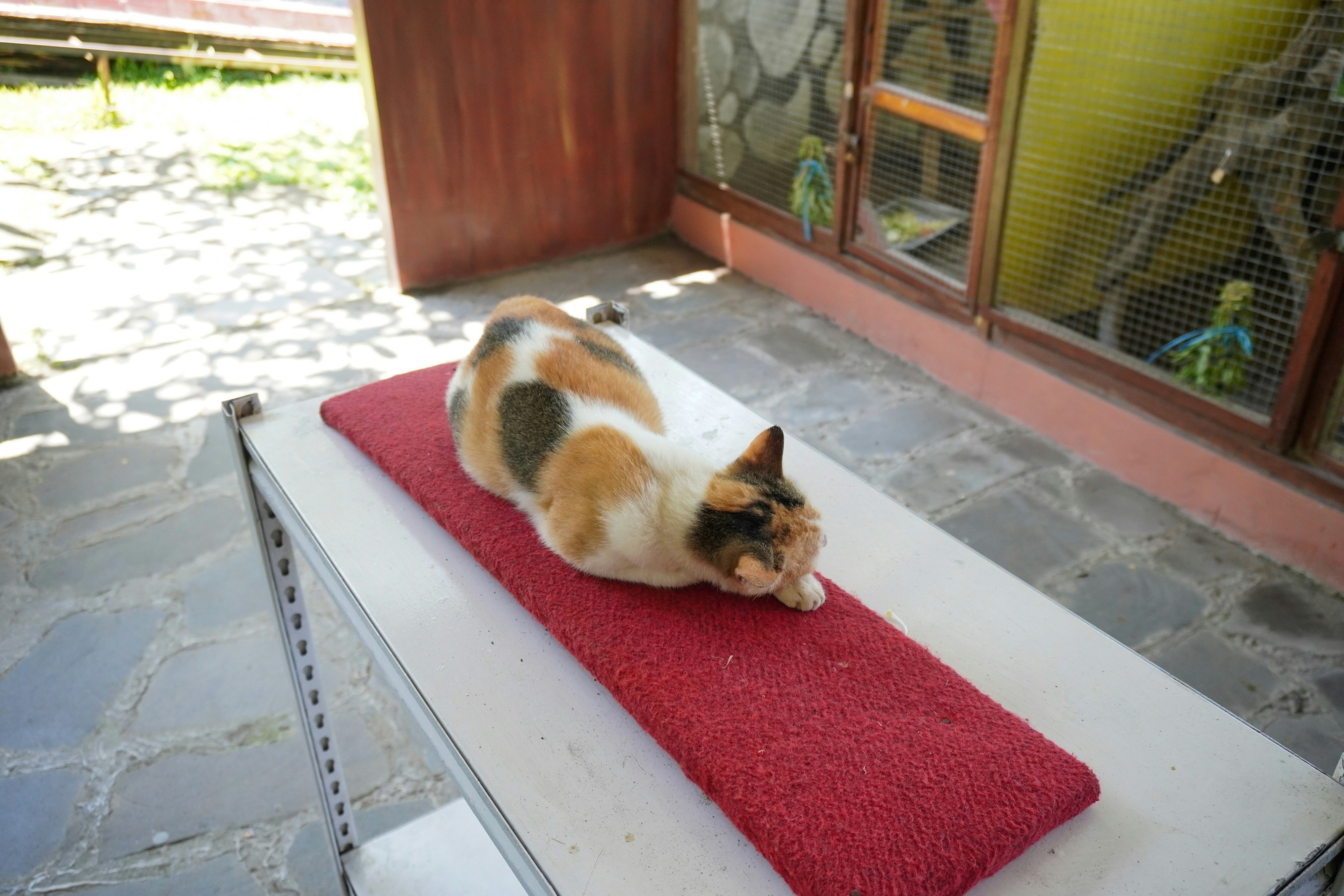 Calico Cat Repose on a Red Mat in a Sunlit Courtyard
