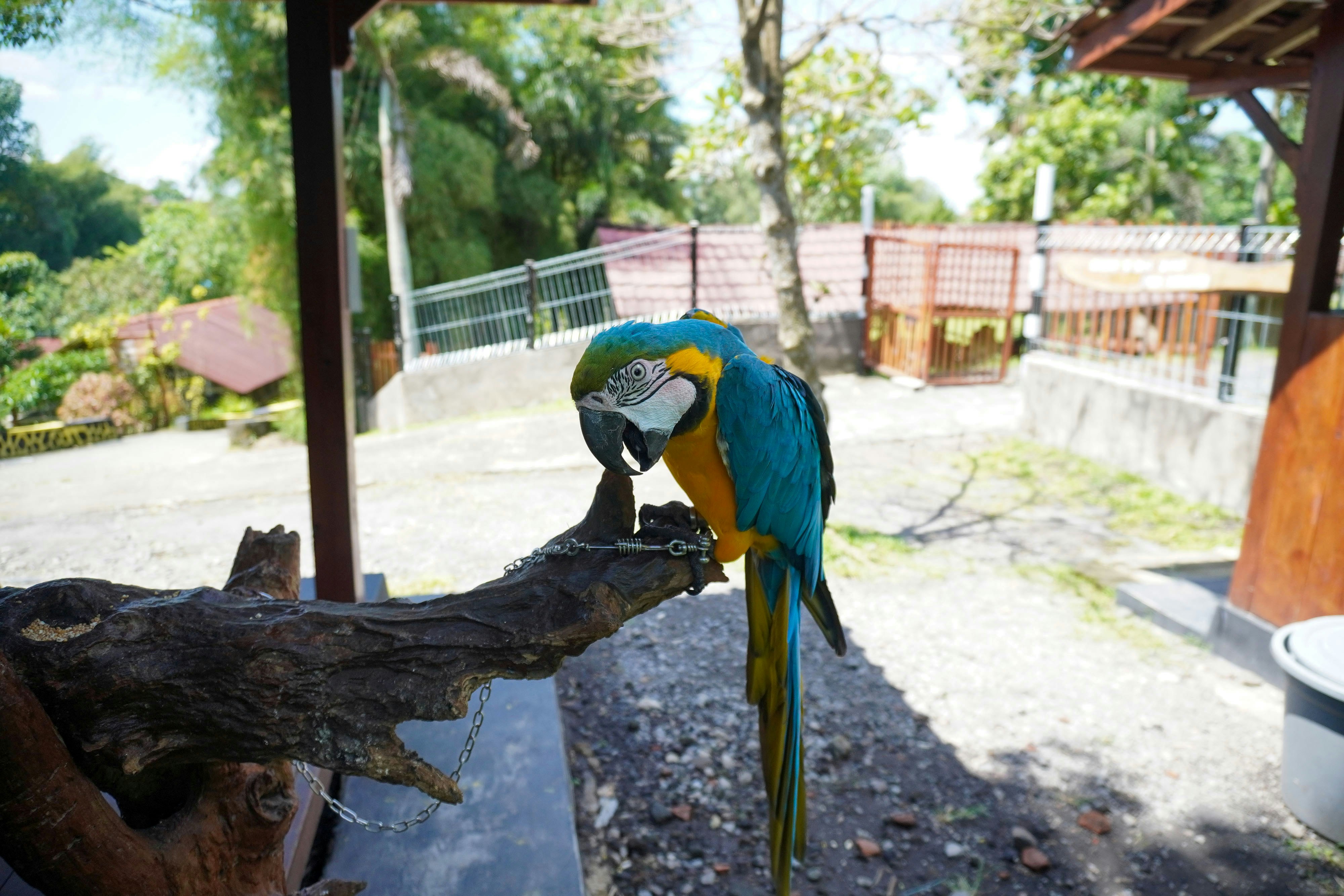 Vibrant Blue-Gold Macaw Perched on Weathered Branch