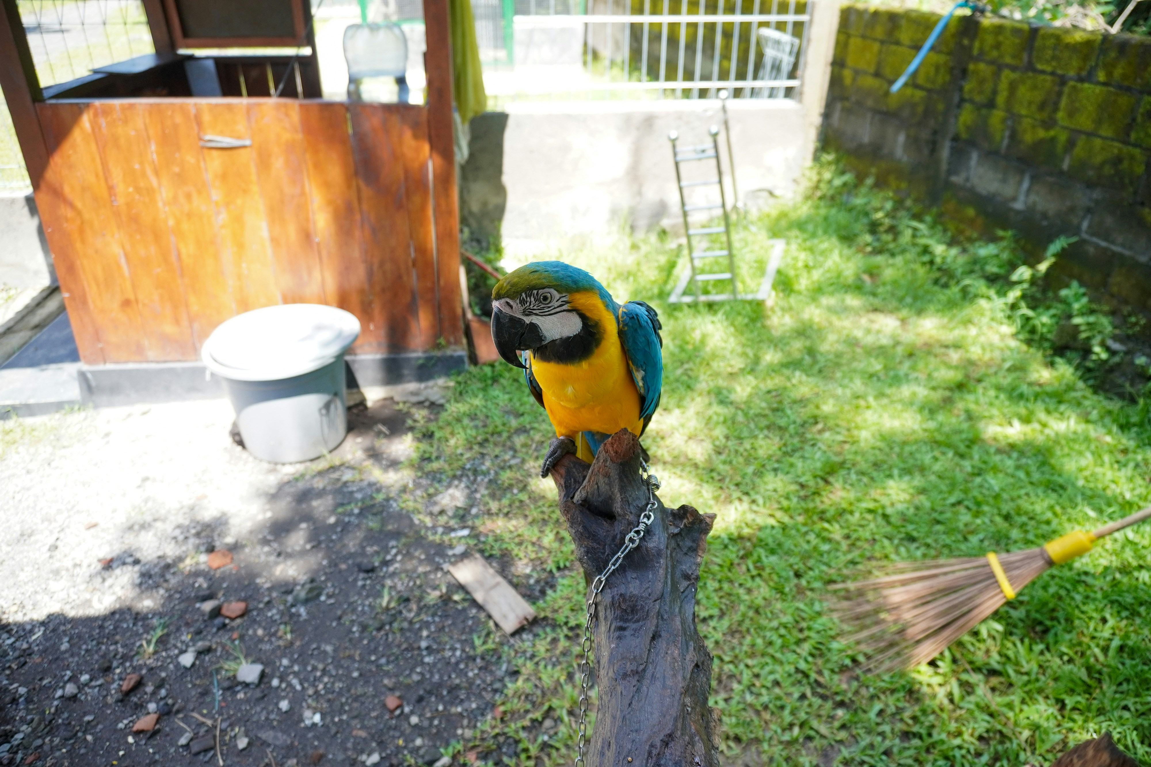 Vibrant Blue-and-Gold Macaw Perched on a Weathered Post