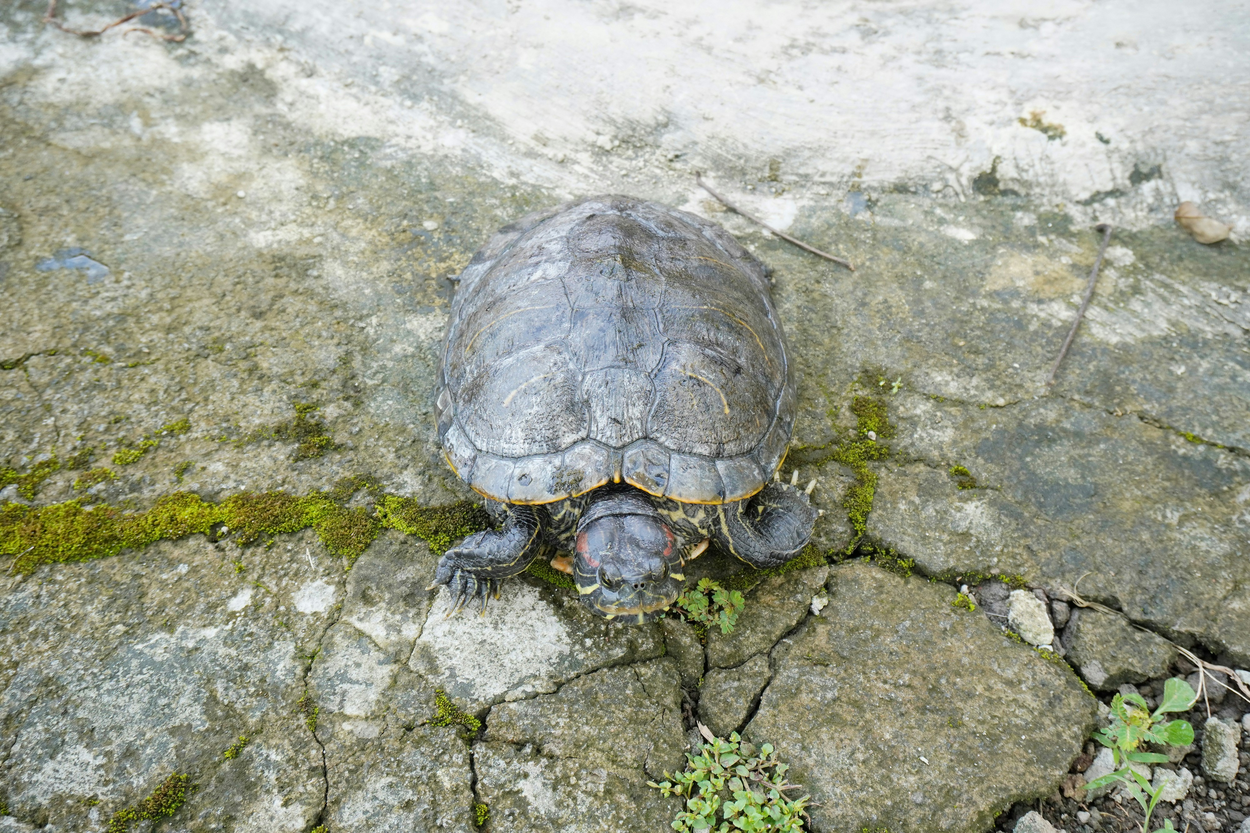 Patience on Stone: A Moon-Tailed Turtle Paused in Mossy Temps