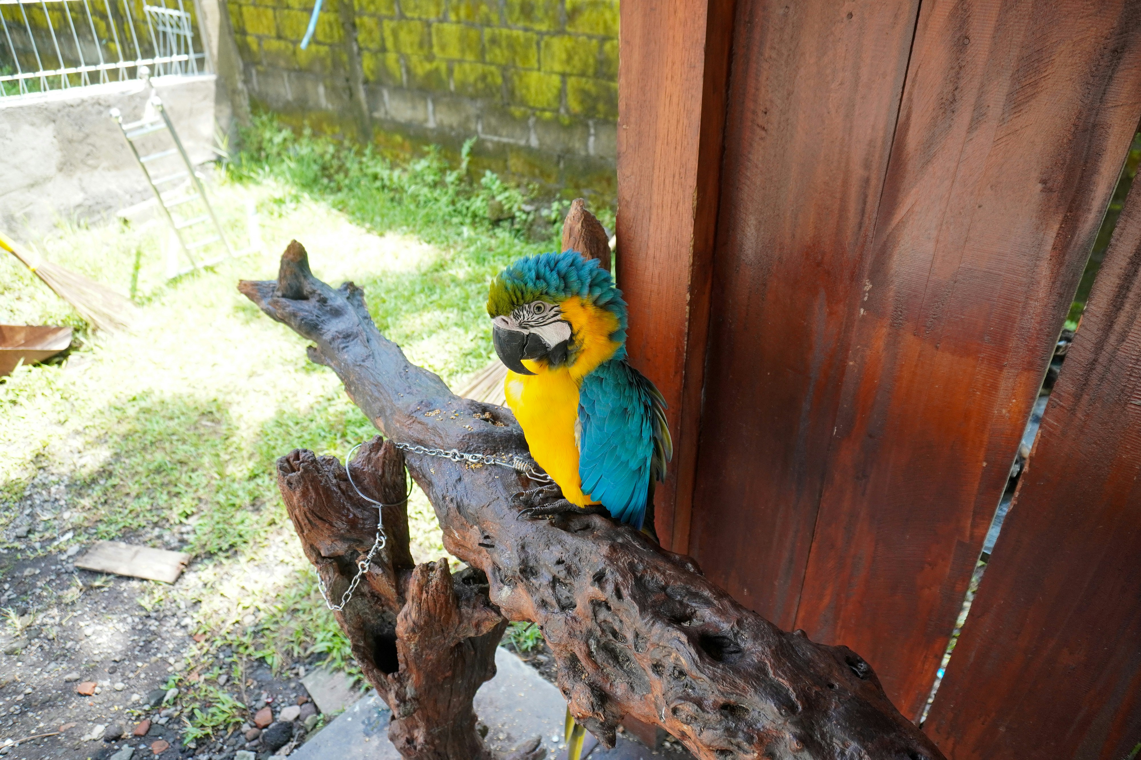 Vivid Blue-and-Yellow Macaw Perched on Weathered Branch
