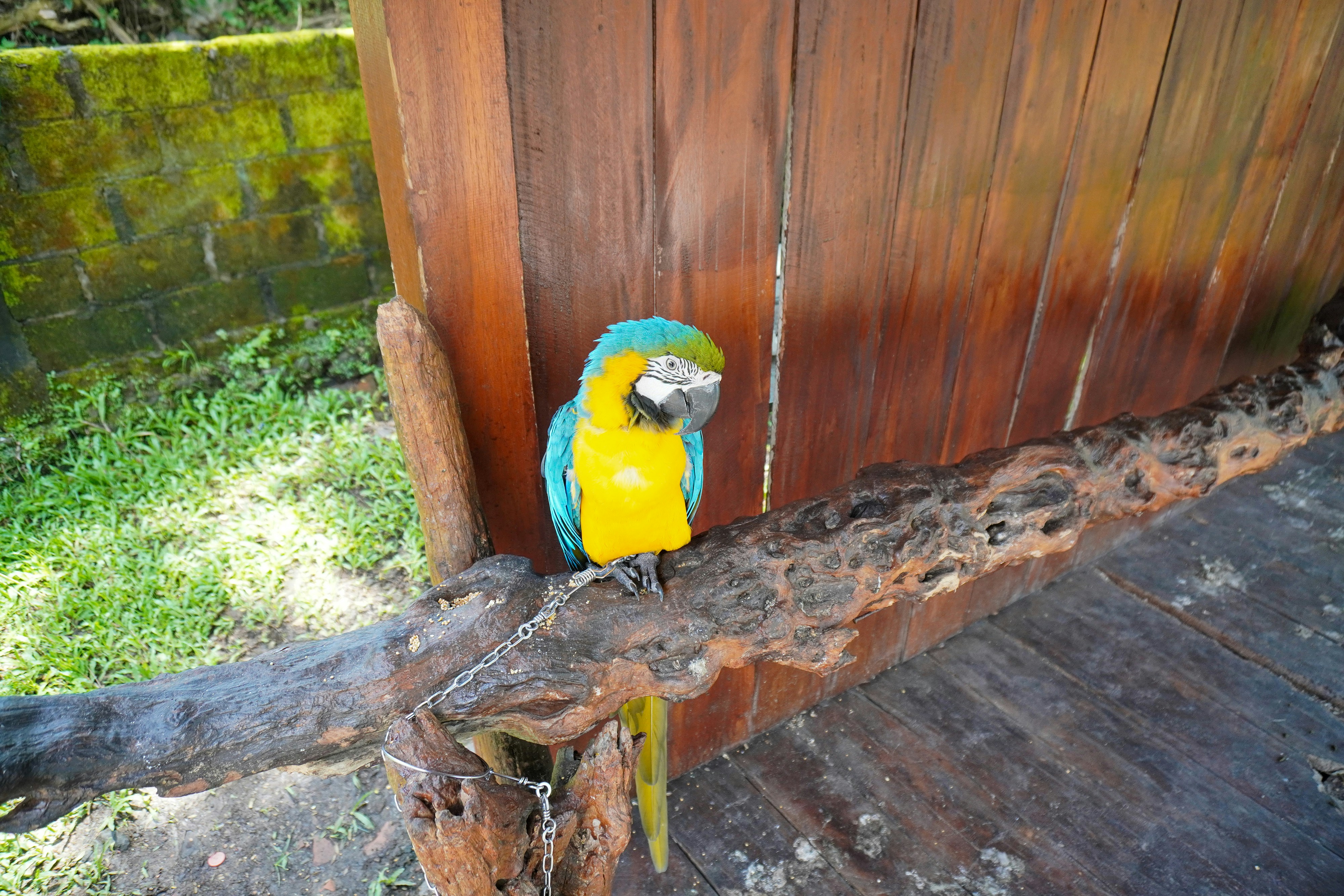 Azure-and-Topaz Parrot Perched on Rustic Log Fence