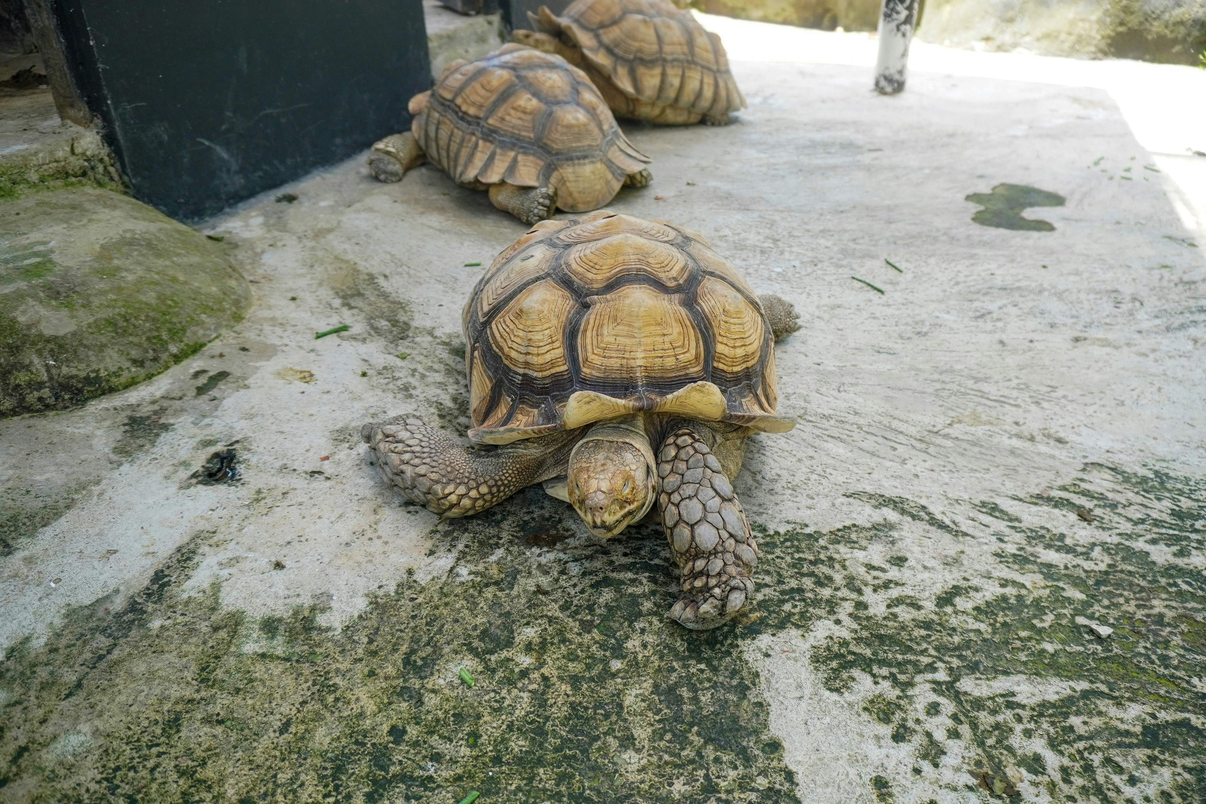 Turtle Trio at the Edge: Slow Walk on Wet Stone