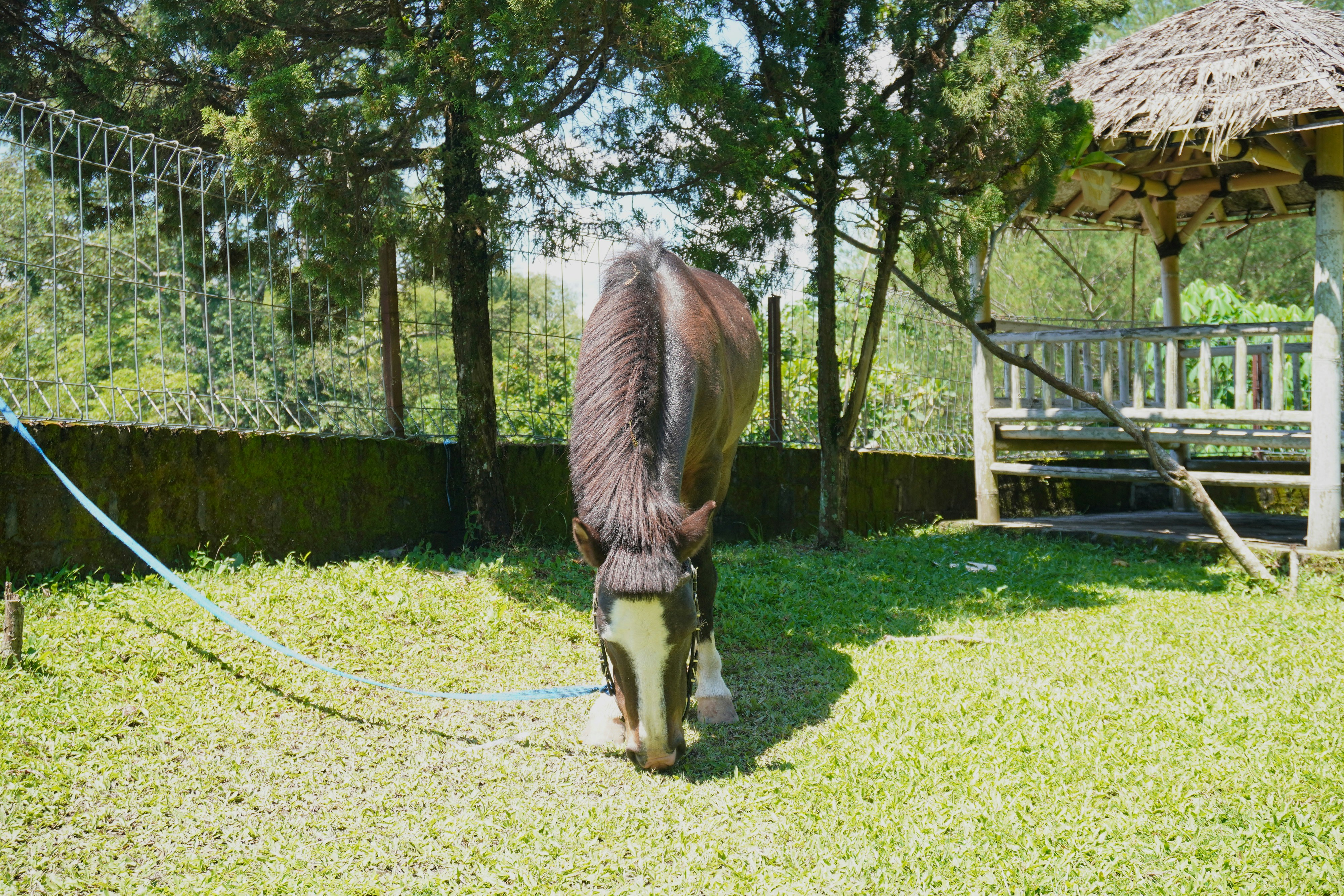 Curious Grazing at Field Edge