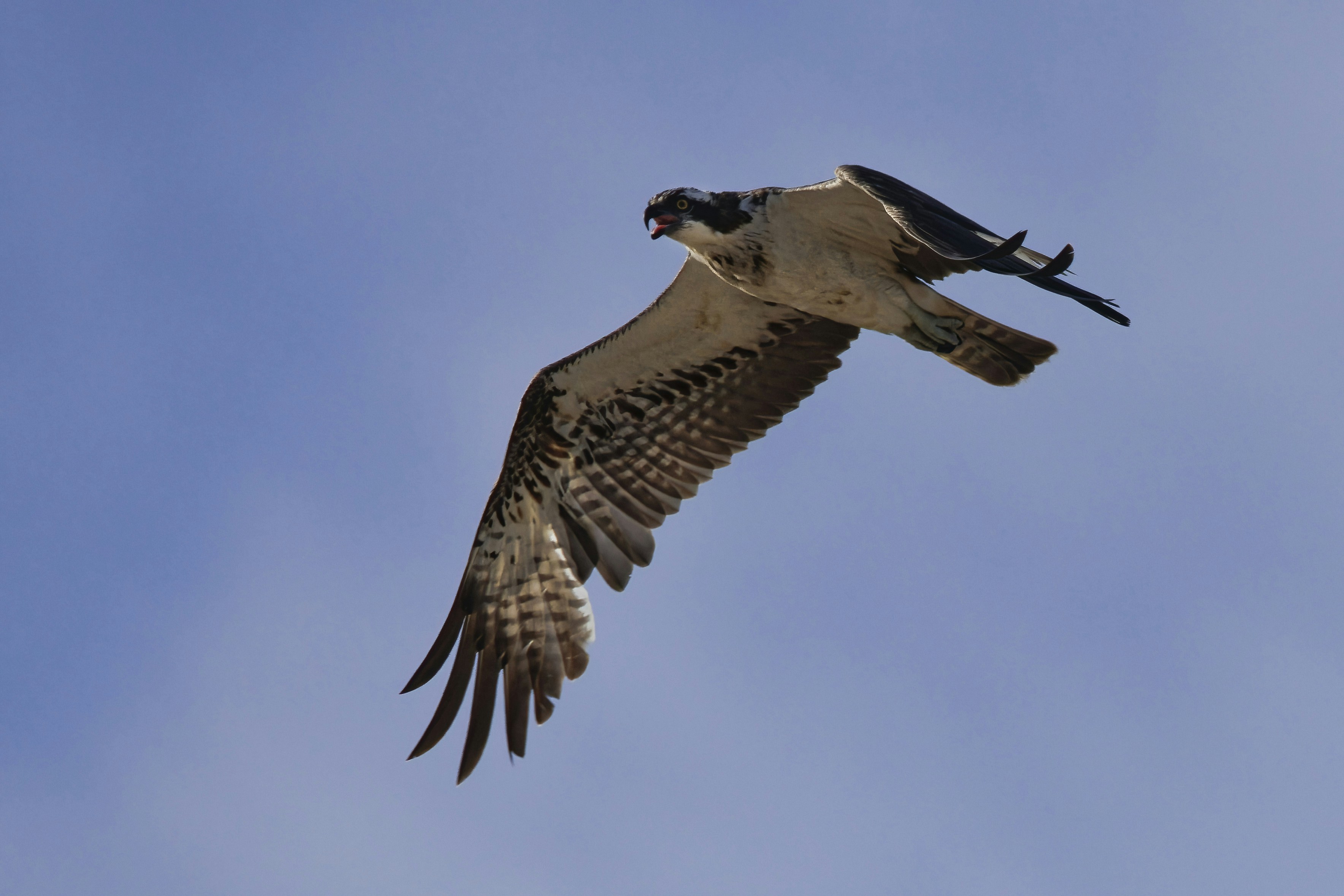Raptor in the Blue: A Peregrine Glides Over Clear Skies