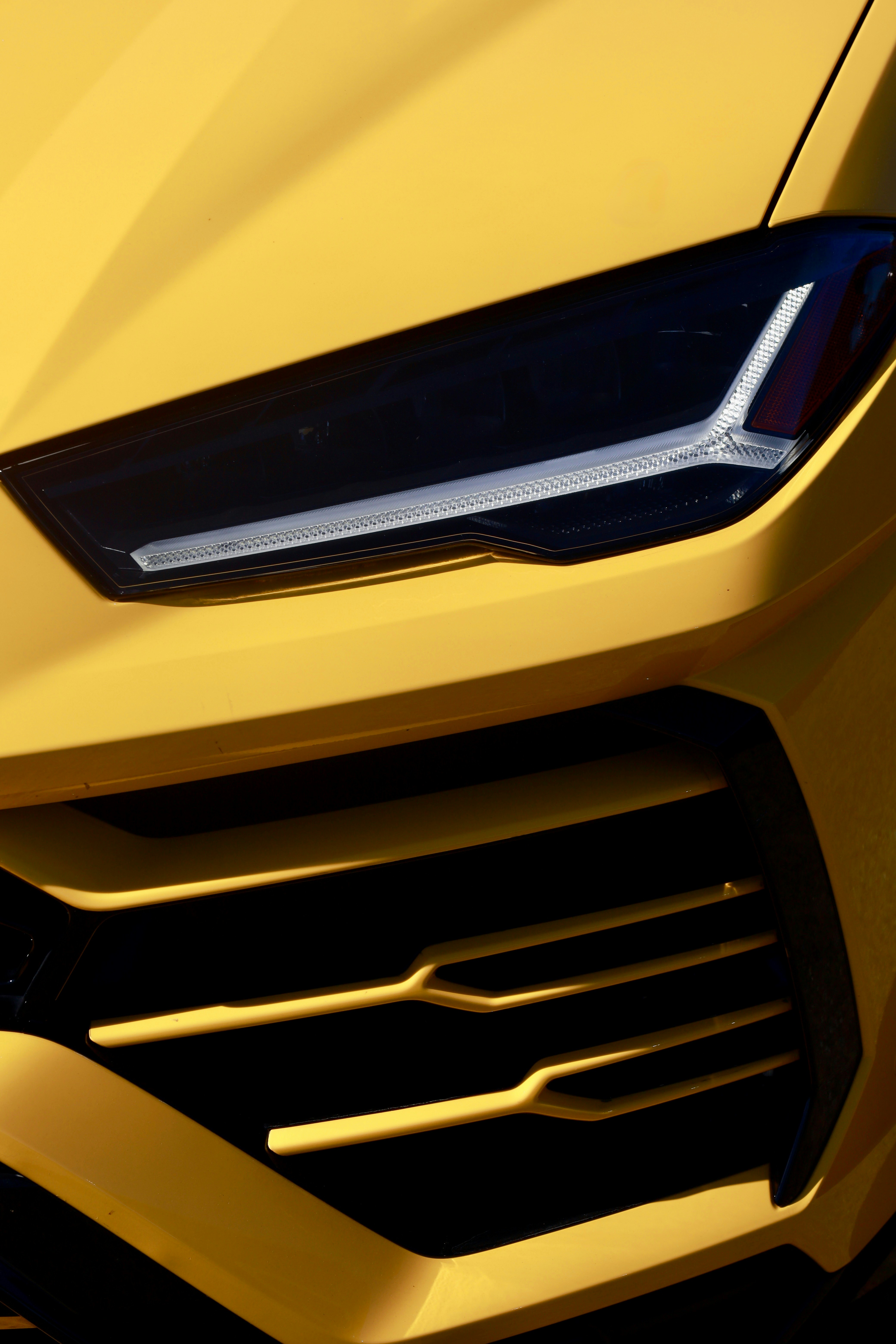 Golden Predator: The Sharp Gaze of a Front-Facing Beast