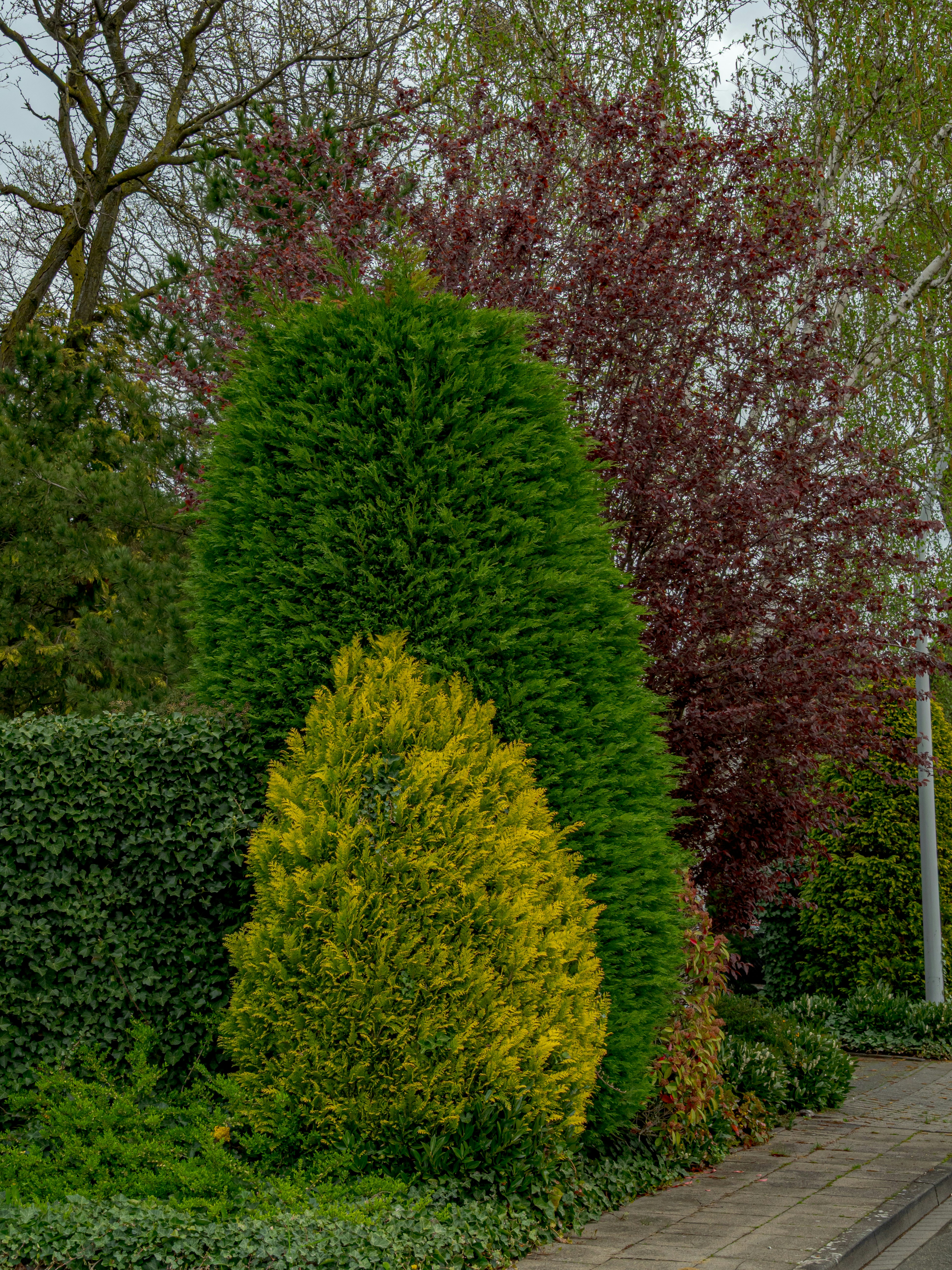 Chevron of Green: A Sculpted Hedge Corridor Framed by Spring Foliage